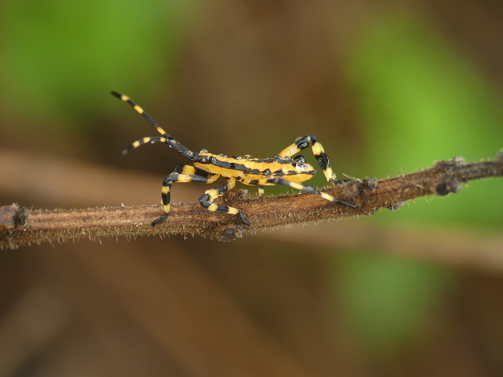 Amorbus — Nymph to Adult Stages – Ausemade