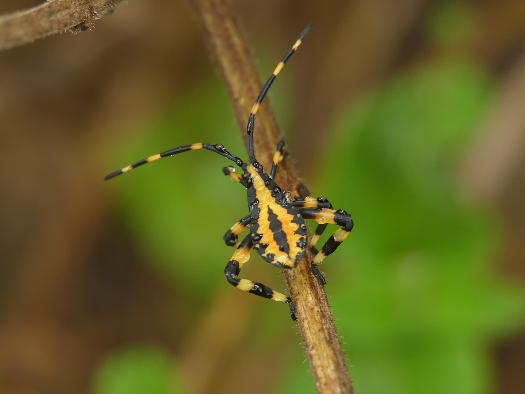 Amorbus — Nymph to Adult Stages – Ausemade