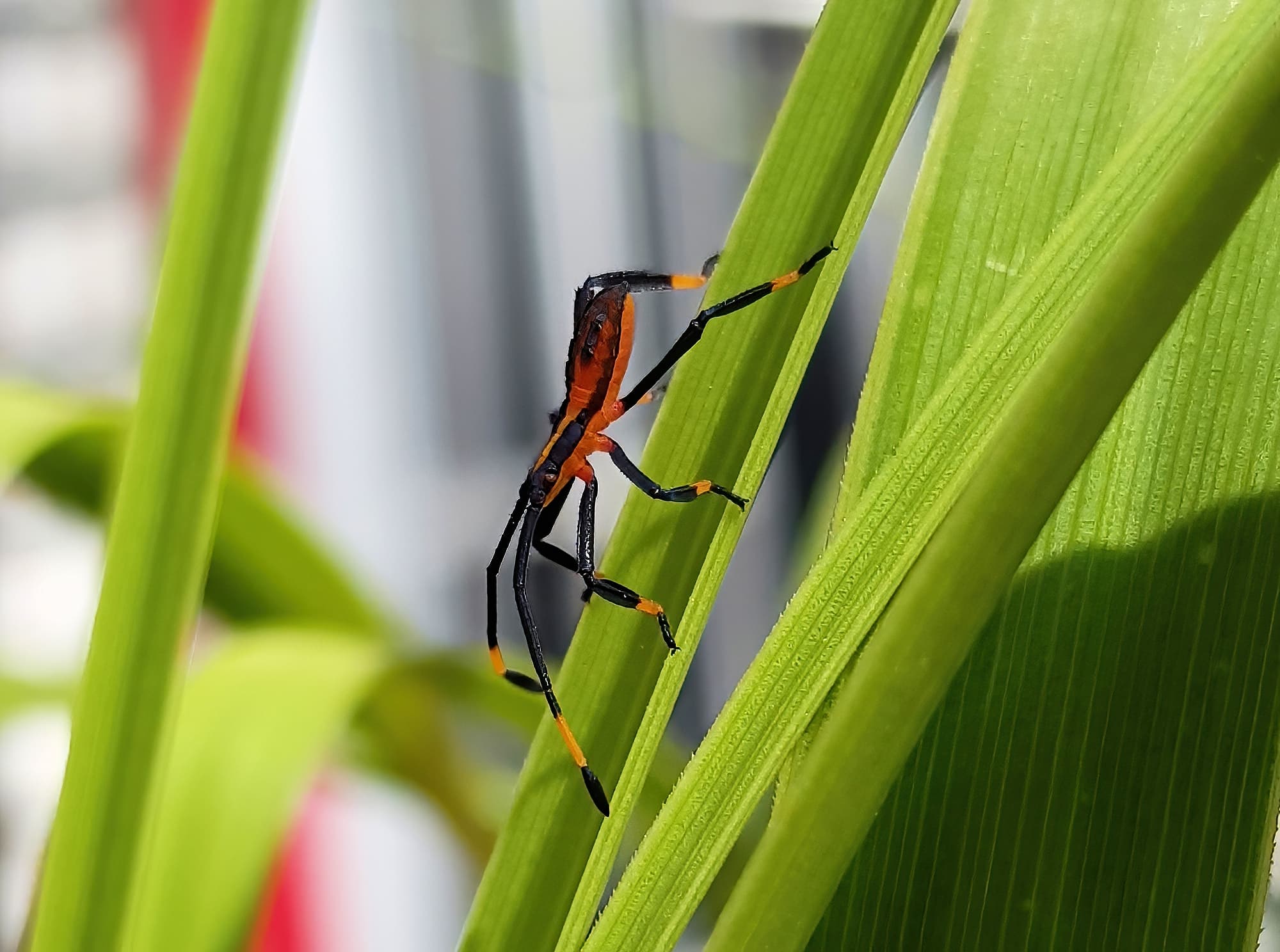 Amorbus – Ausemade