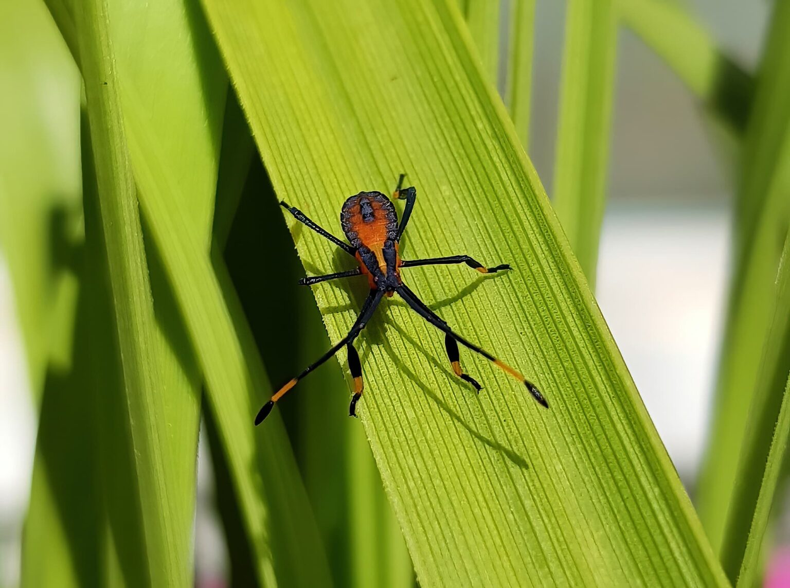 Stink Bugs, Shield Bugs and Allies – Ausemade