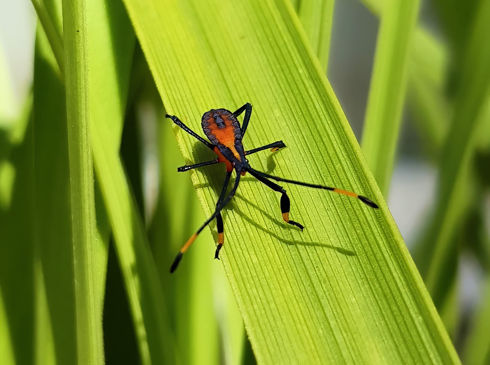 Heteroptera (True Bugs) – Ausemade