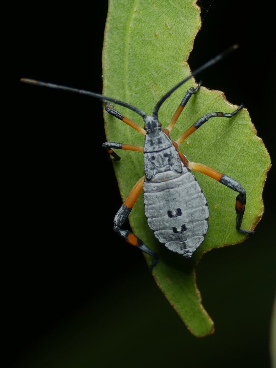 Amorbus robustus – Ausemade