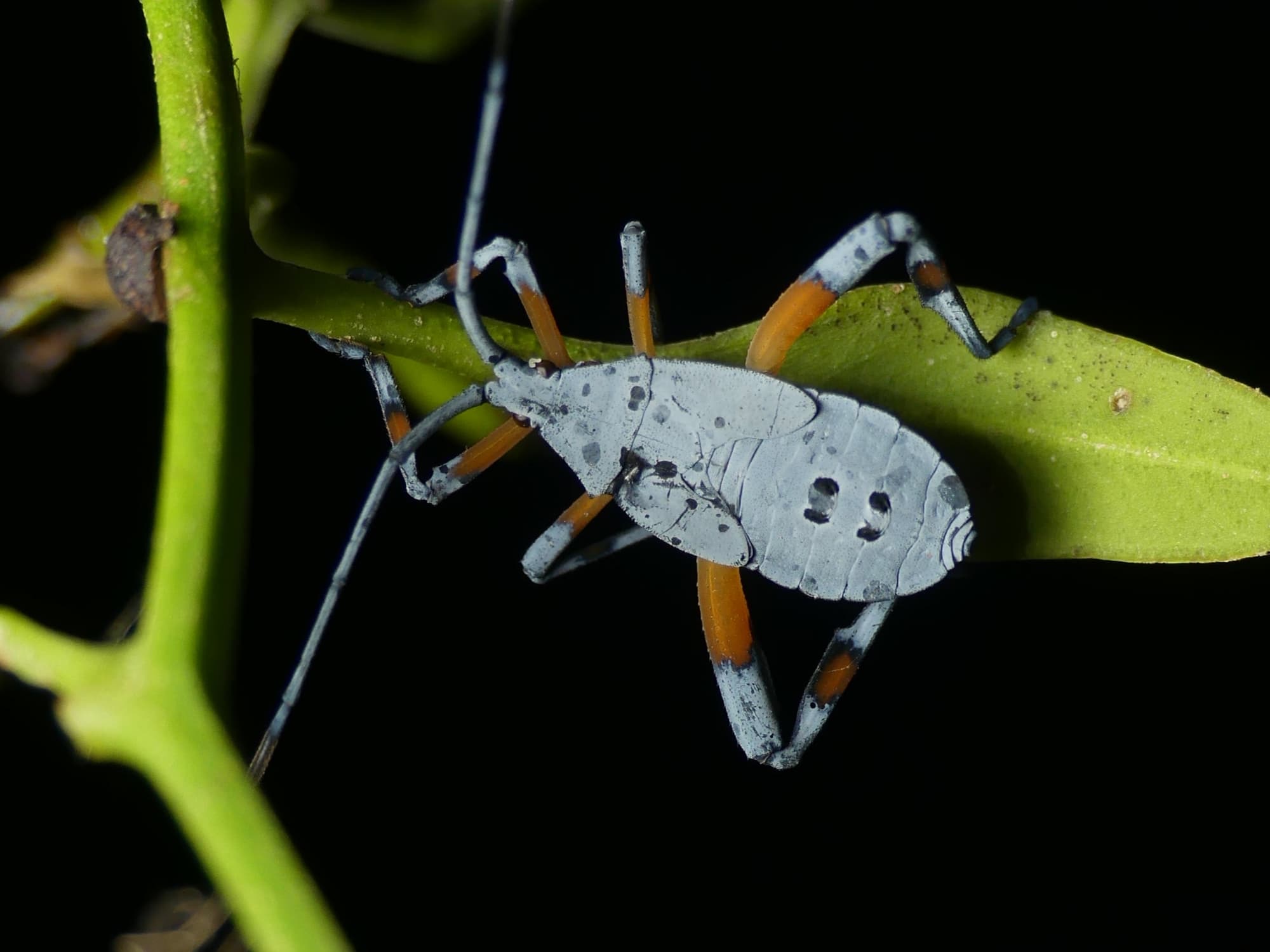 Amorbus robustus – Ausemade