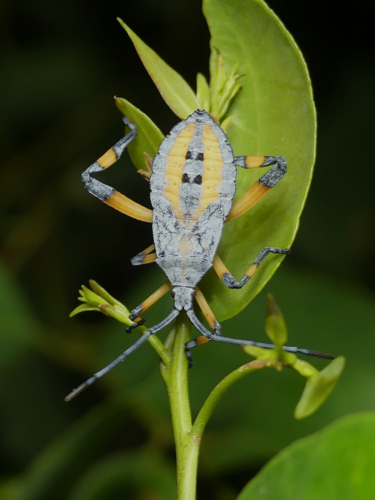 Amorbus robustus – Ausemade