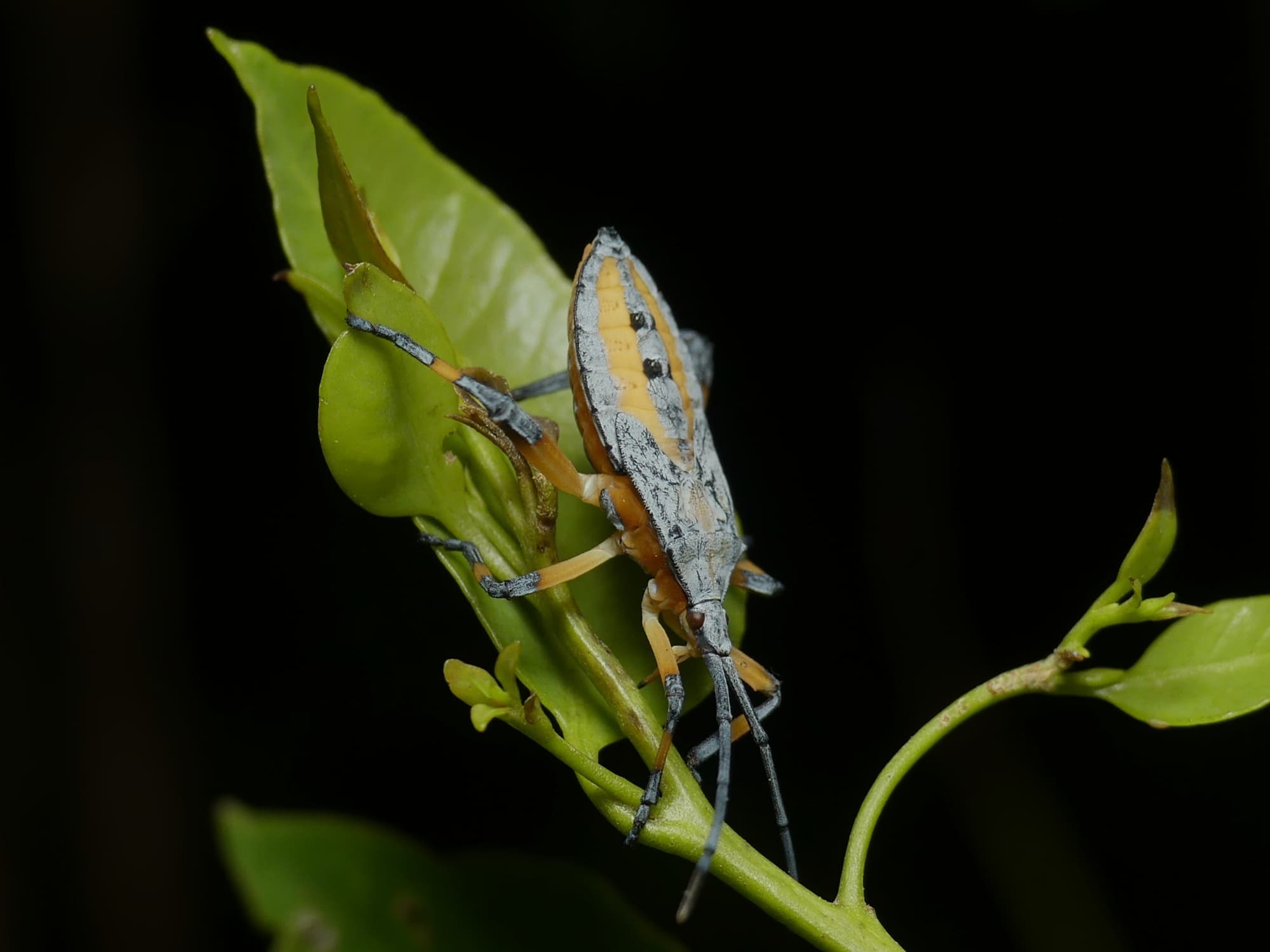 Amorbus robustus – Ausemade