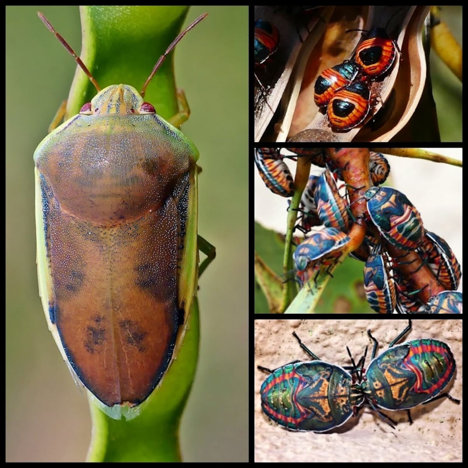 Shield Bugs – Stink Bugs – Ausemade