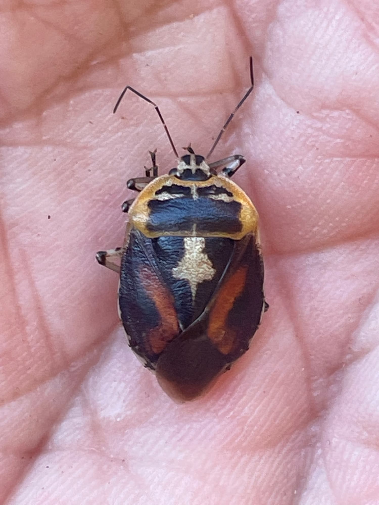 Amyotea hamata (Yellow Predatory Shield Bug) – Ausemade