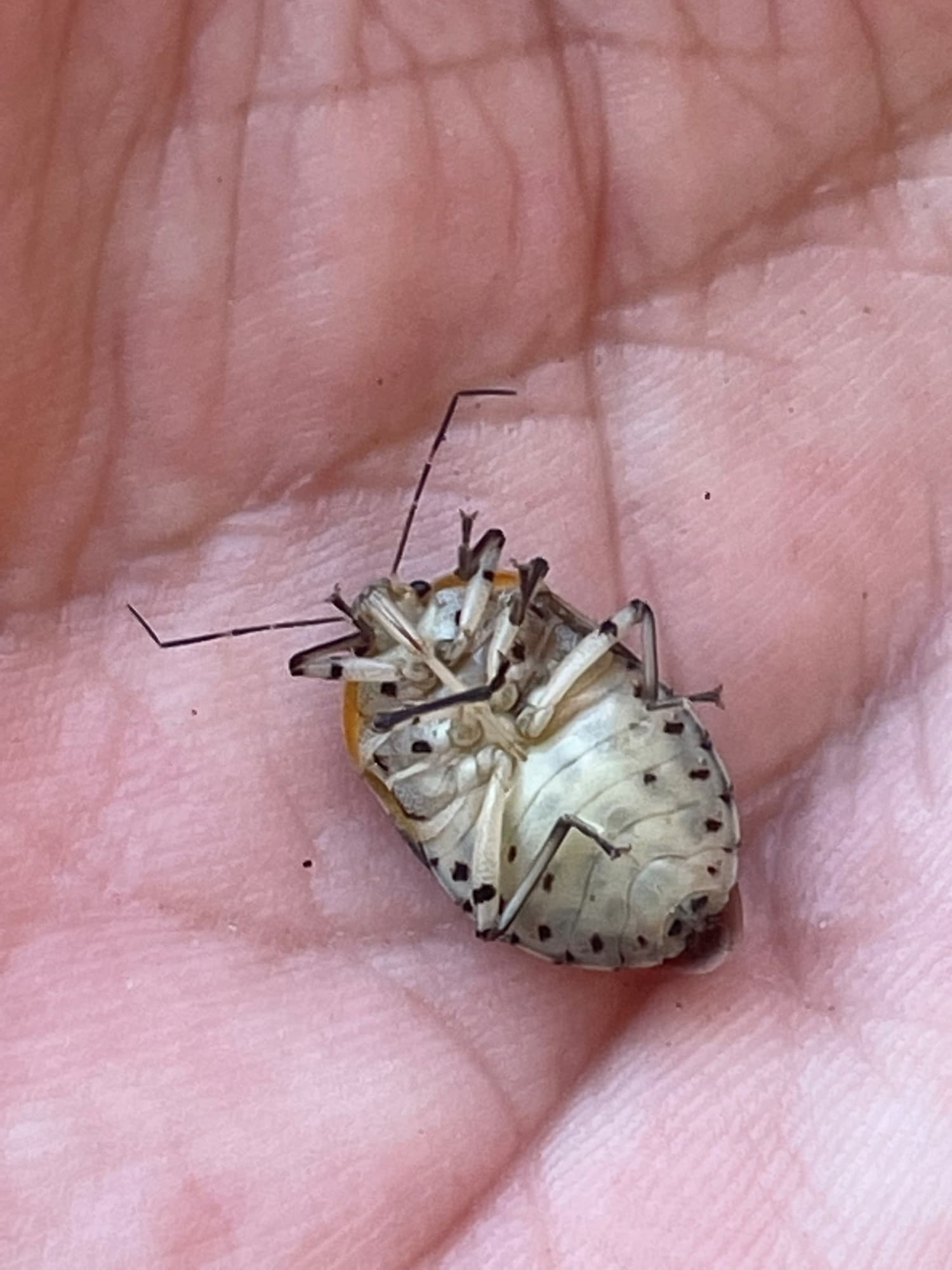 Amyotea hamata (Yellow Predatory Shield Bug) – Ausemade