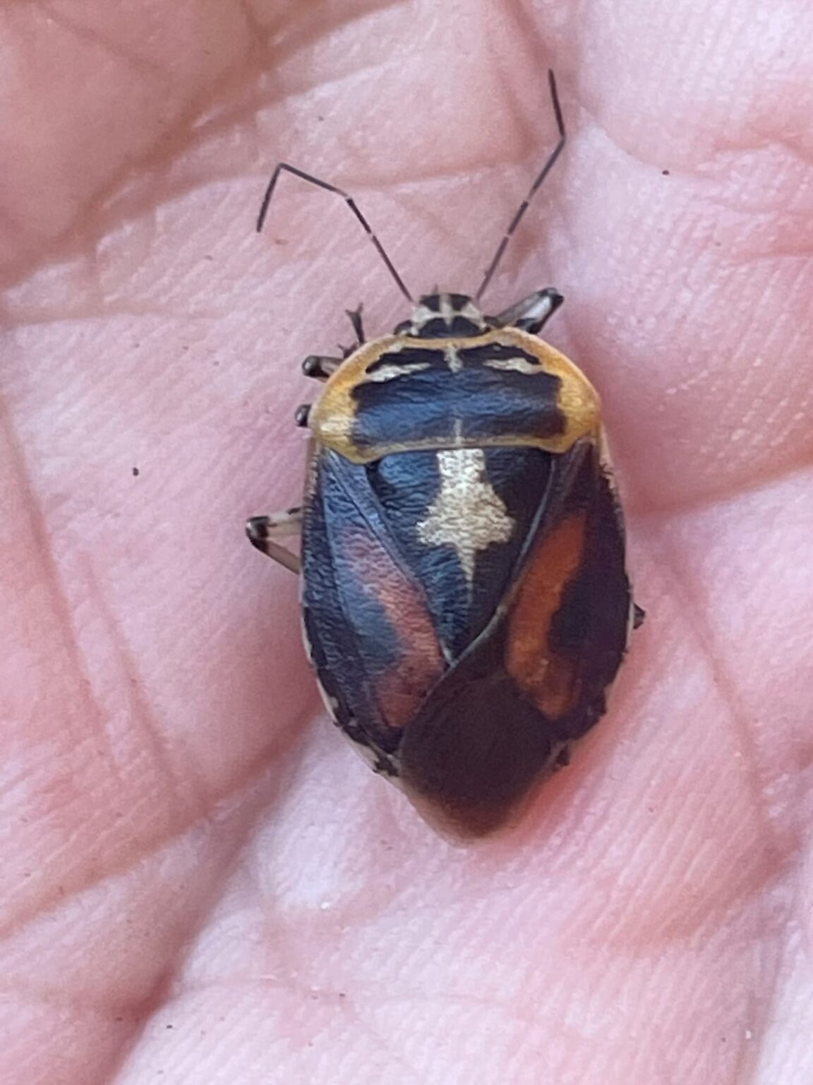 Amyotea hamata (Yellow Predatory Shield Bug) – Ausemade