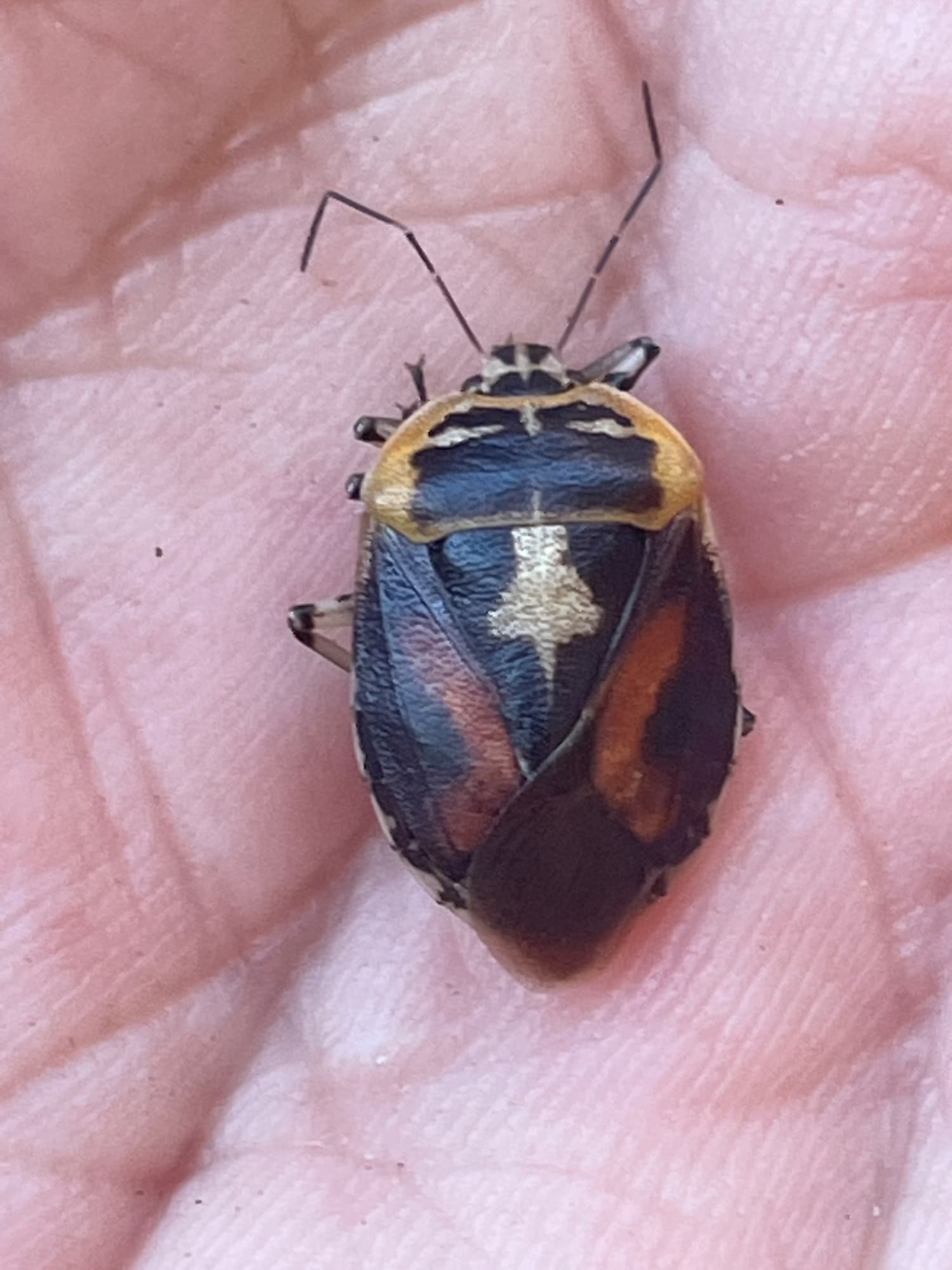 Amyotea hamata (Yellow Predatory Shield Bug) – Ausemade