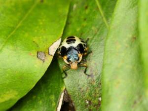 Stink Bugs, Shield Bugs and Allies – Ausemade