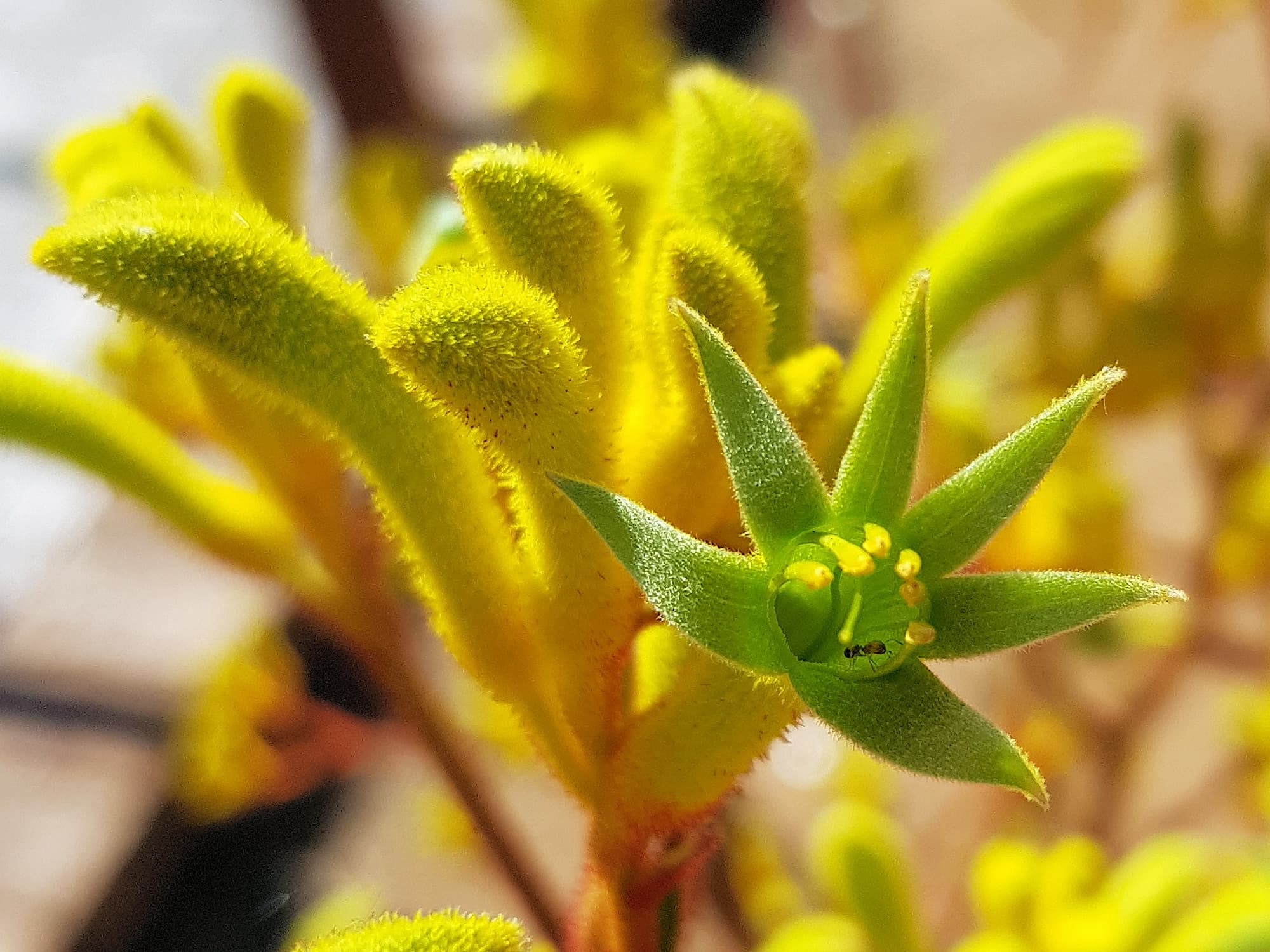 Anigozanthos flavidus hybrid (Yellow Kangaroo Paw) – Ausemade