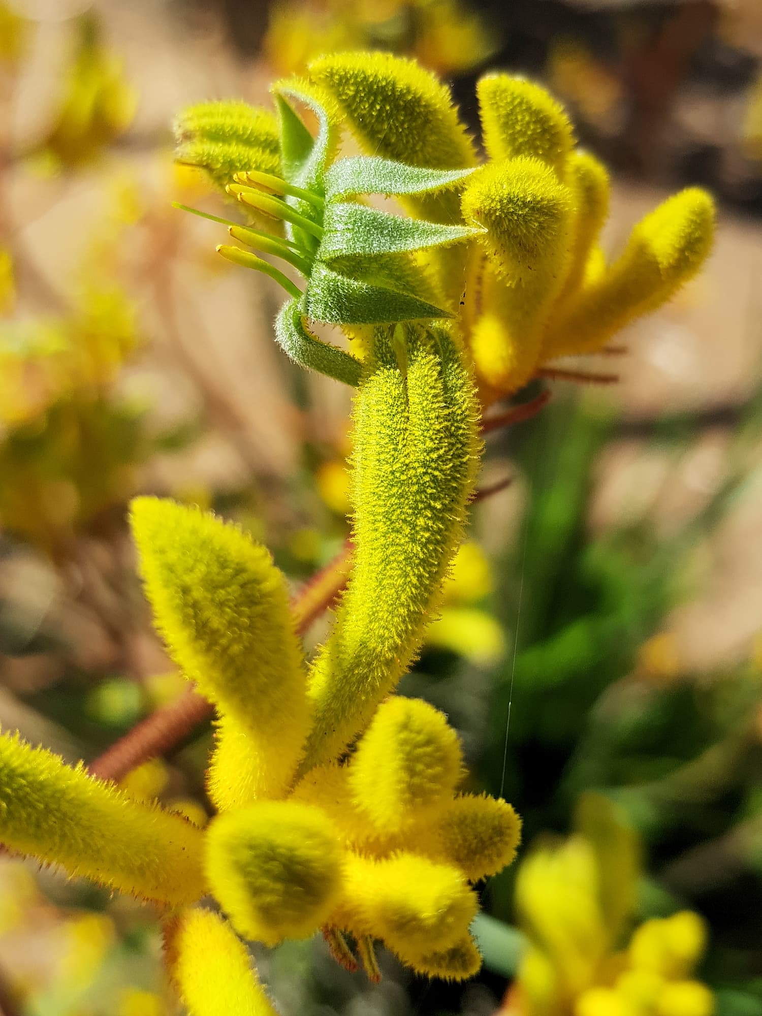 Anigozanthos flavidus hybrid (Yellow Kangaroo Paw) – Ausemade