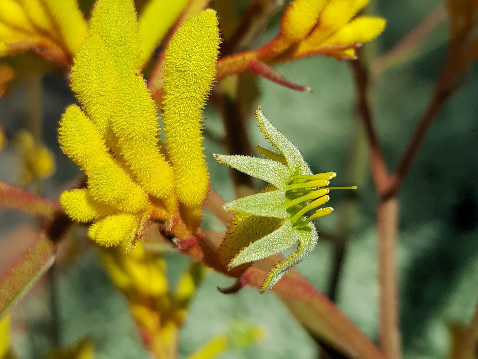 Anigozanthos flavidus hybrid (Yellow Kangaroo Paw) – Ausemade