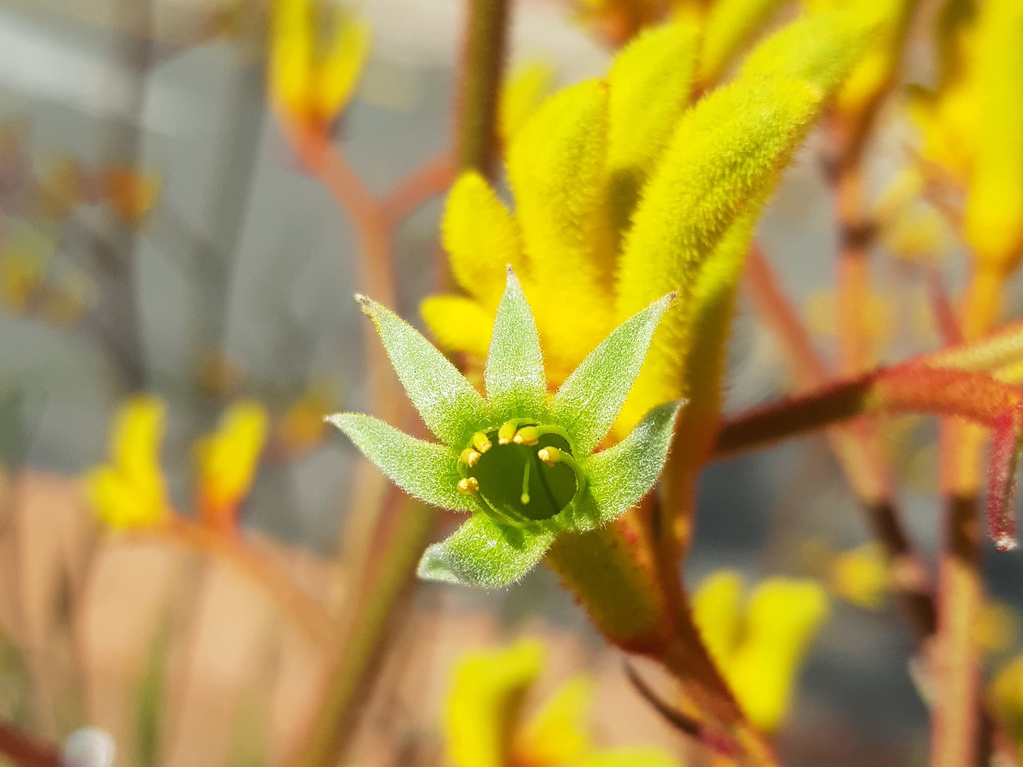 Anigozanthos flavidus hybrid (Yellow Kangaroo Paw) – Ausemade