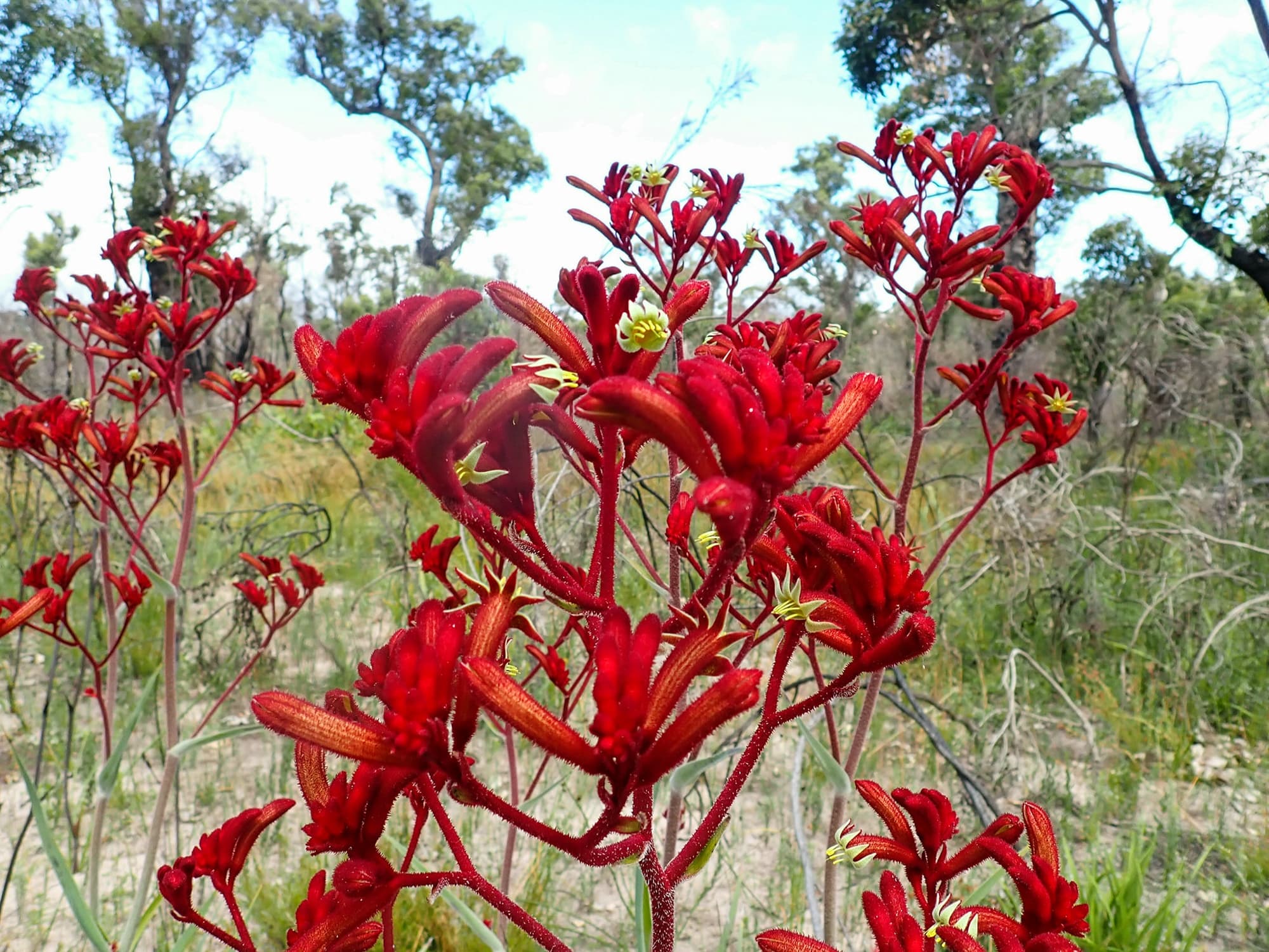 Anigozanthos rufus (Red Kangaroo Paw) – Ausemade
