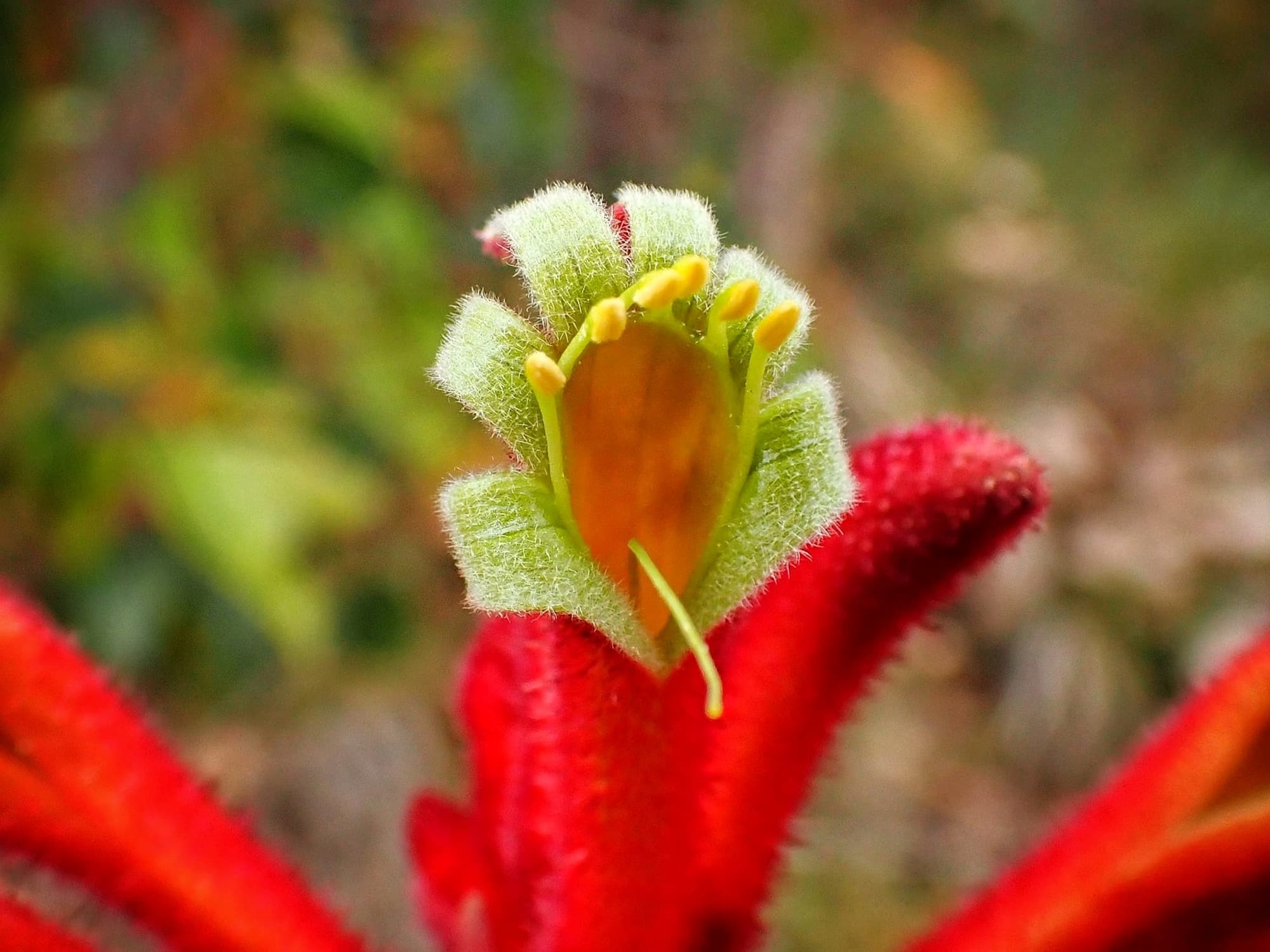 Anigozanthos rufus (Red Kangaroo Paw) – Ausemade