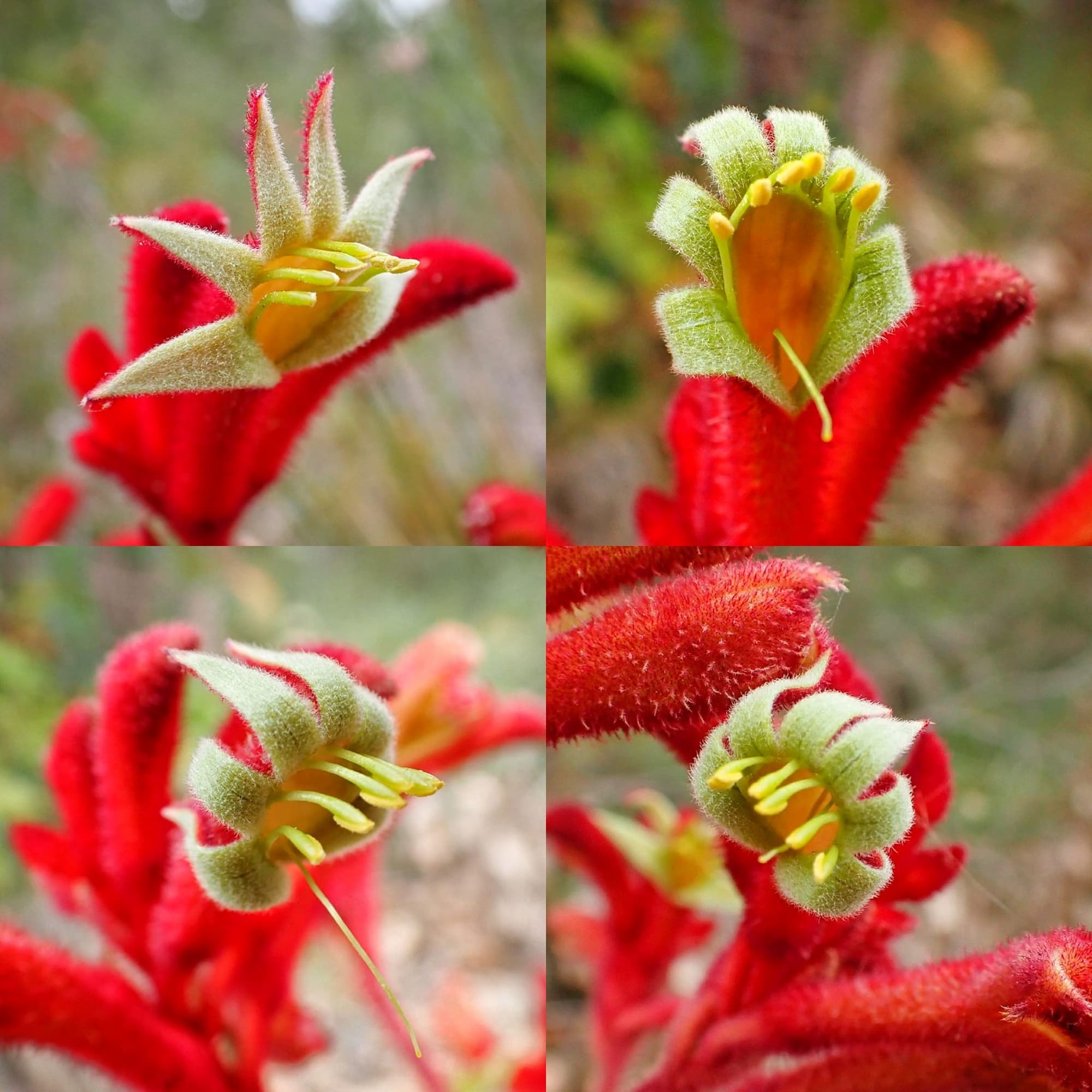 Anigozanthos rufus (Red Kangaroo Paw) – Ausemade