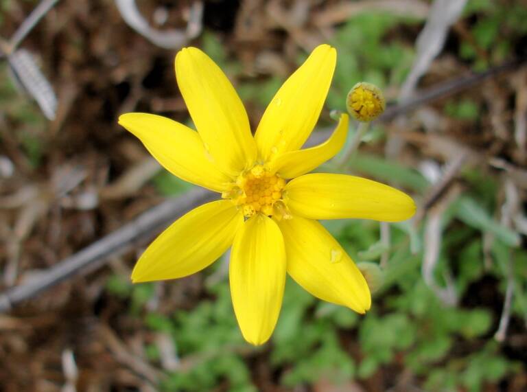 Annual Yellowtop – Ausemade