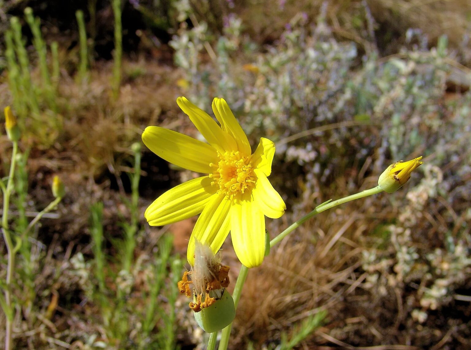 Annual Yellowtop (Senecio gregorii) – Ausemade
