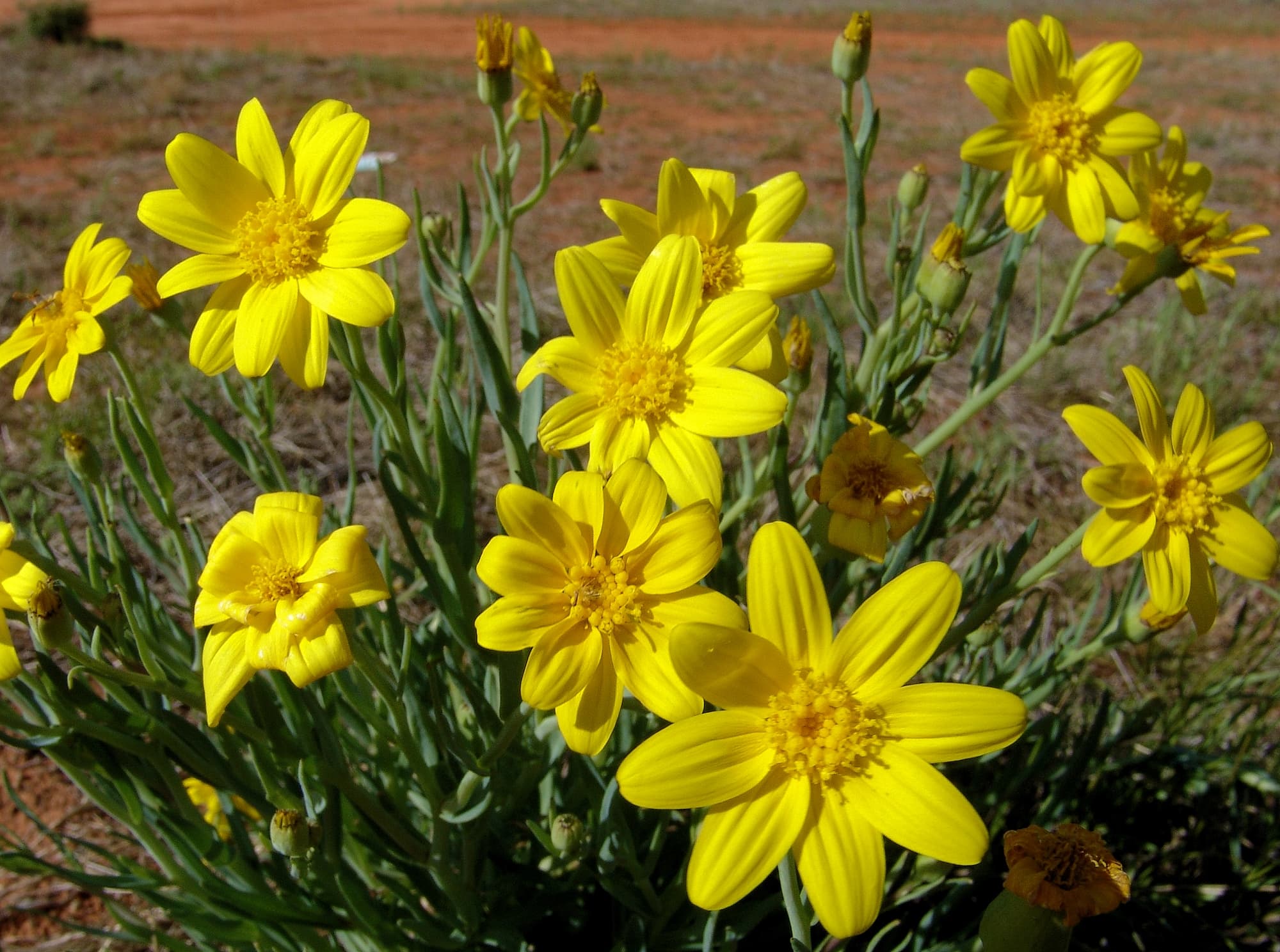 Annual Yellowtop (Senecio gregorii) – Ausemade
