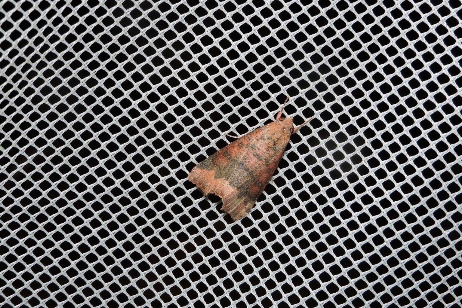 Anomis definata – Ausemade