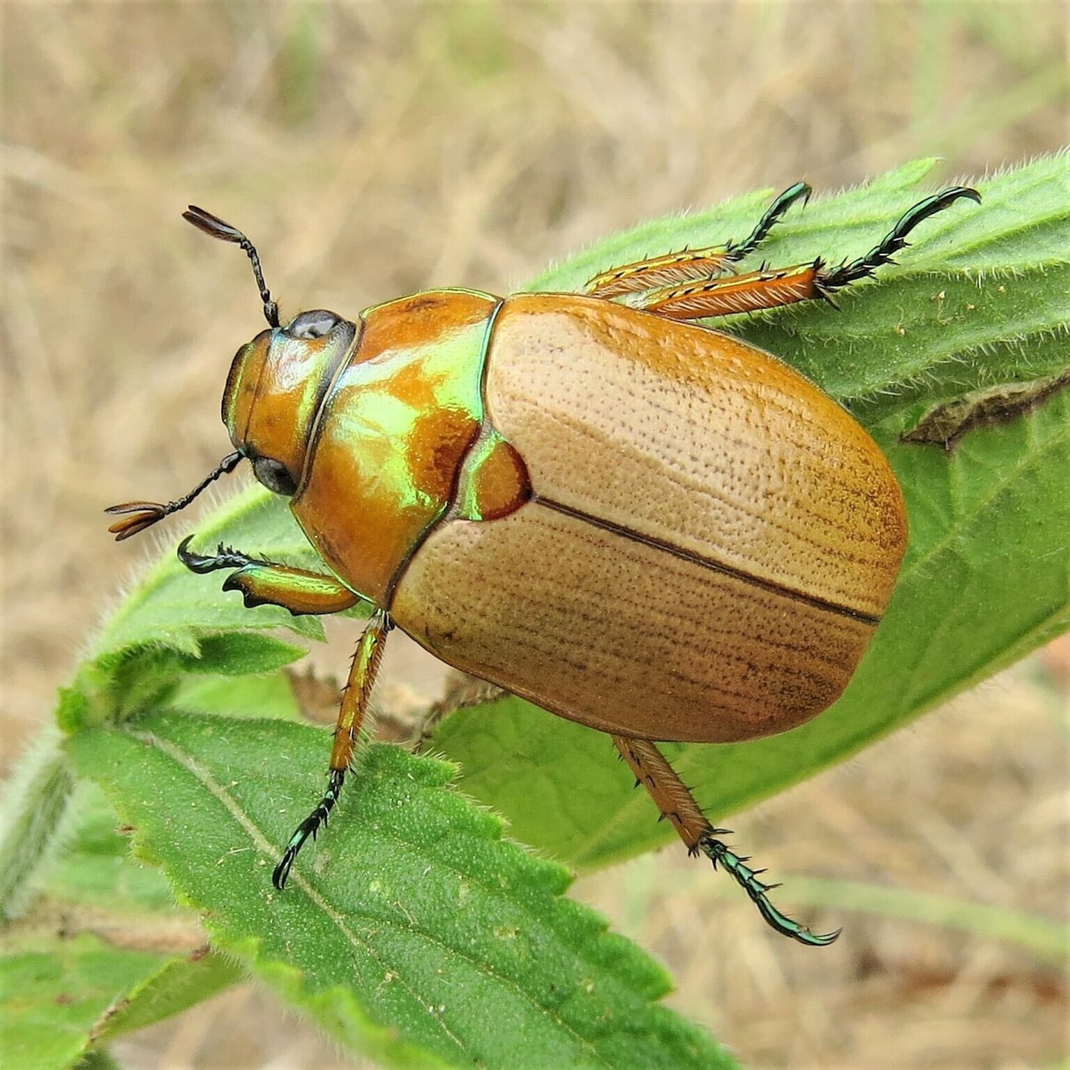Christmas Beetles – Ausemade