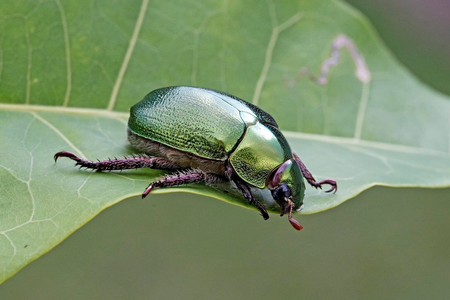 Christmas Beetles – Ausemade