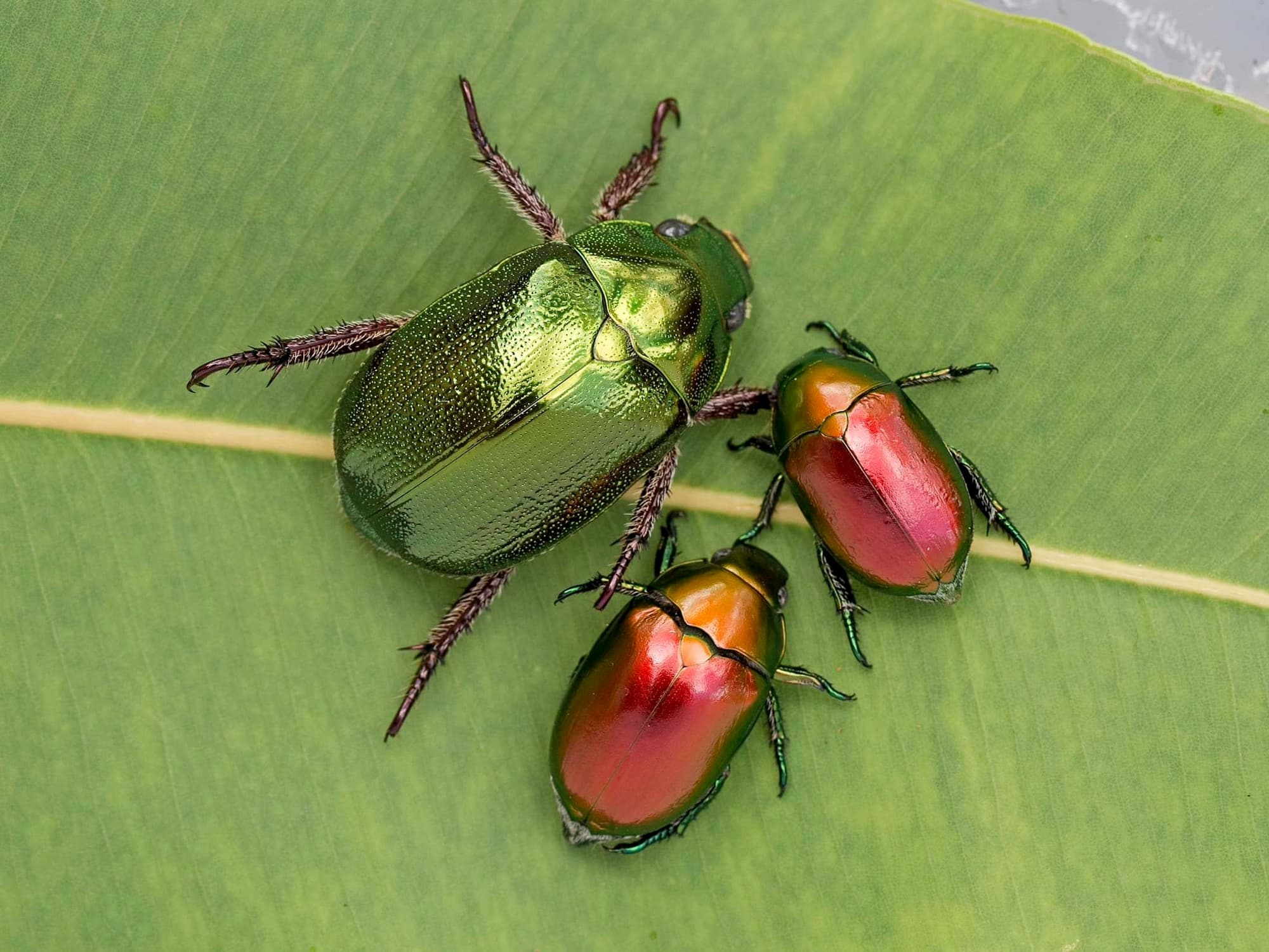 Christmas Beetles – Ausemade