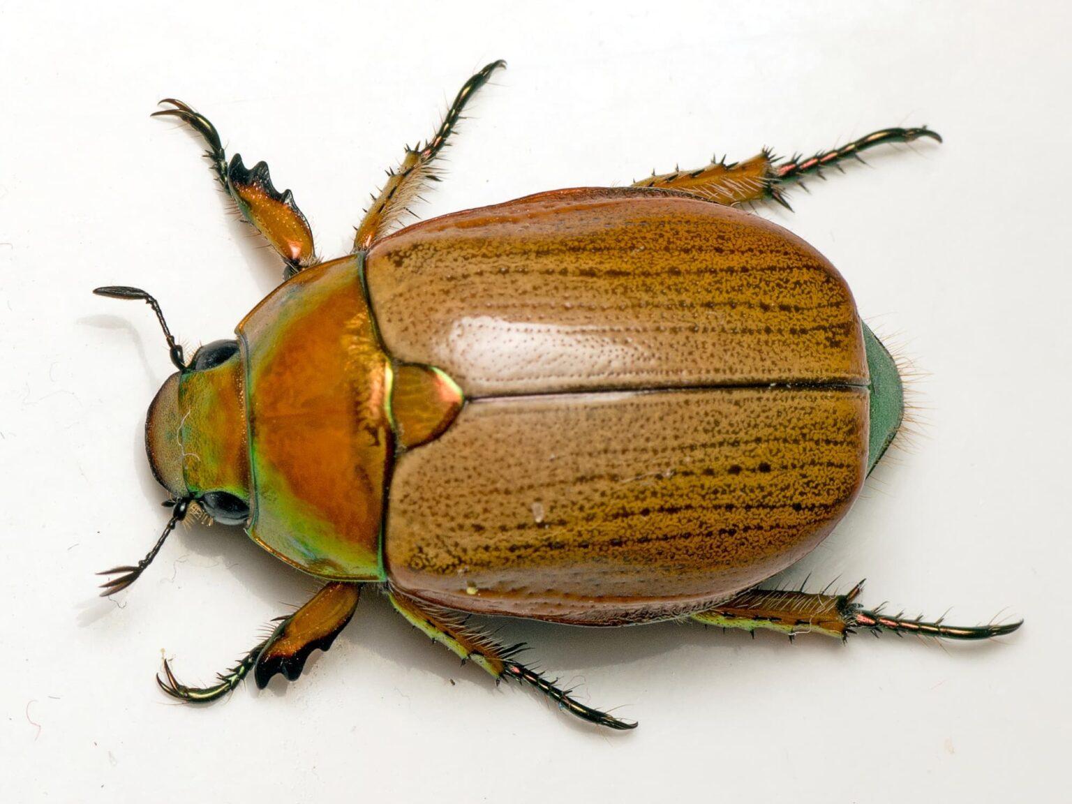 Christmas Beetles – Ausemade