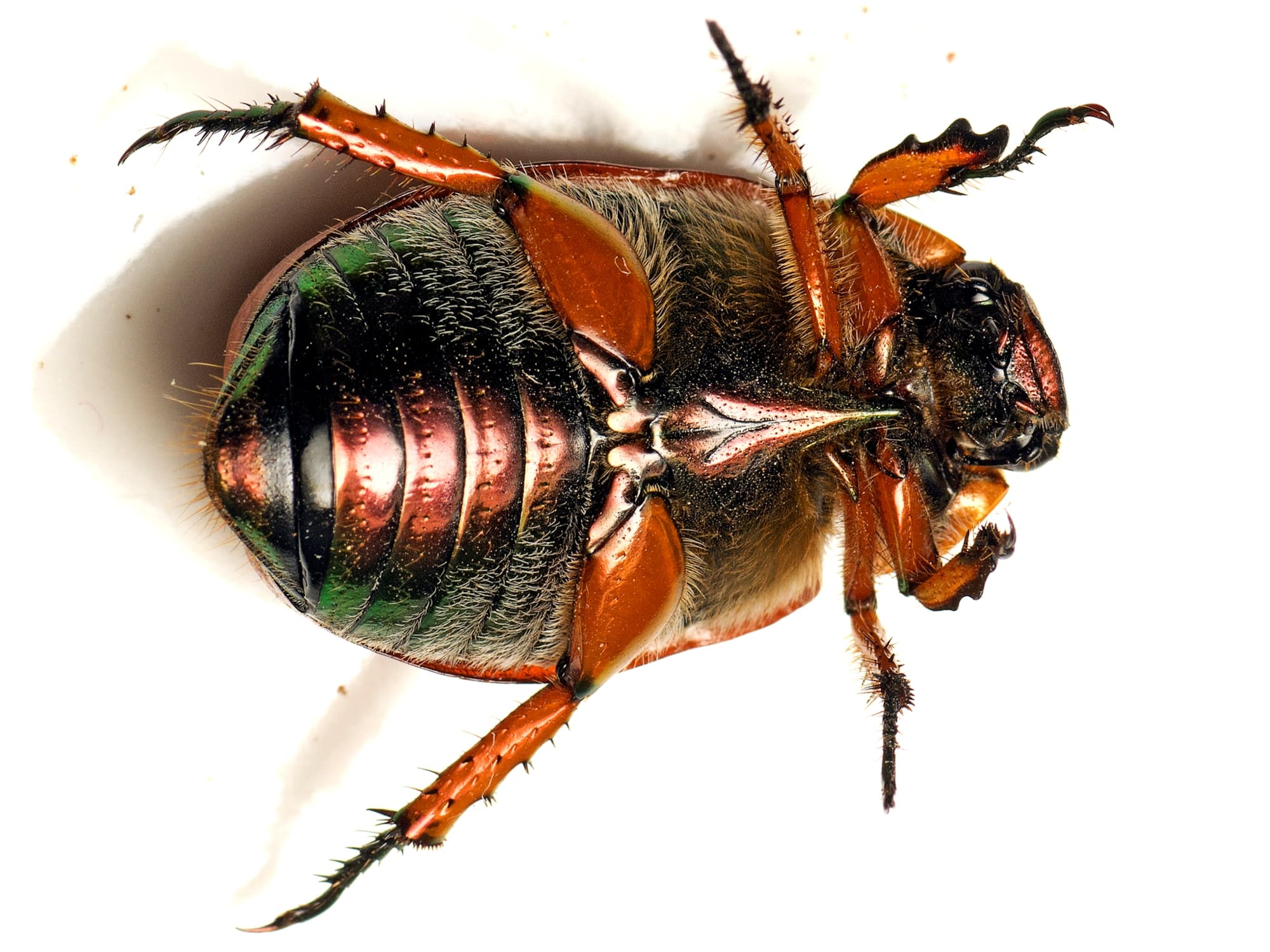 Christmas Beetle (Anoplognathus brunnipennis) – Ausemade