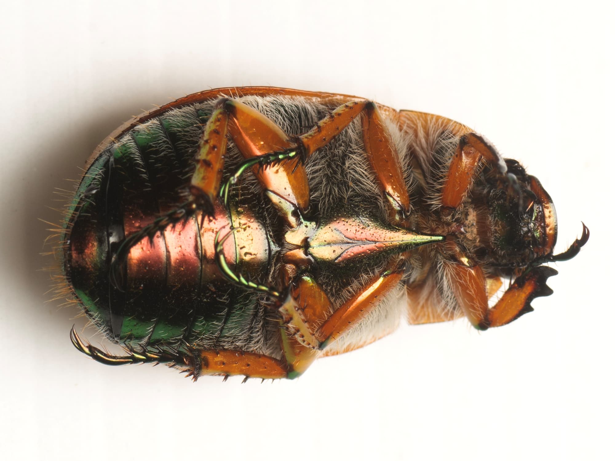 Christmas Beetle (Anoplognathus brunnipennis) – Ausemade