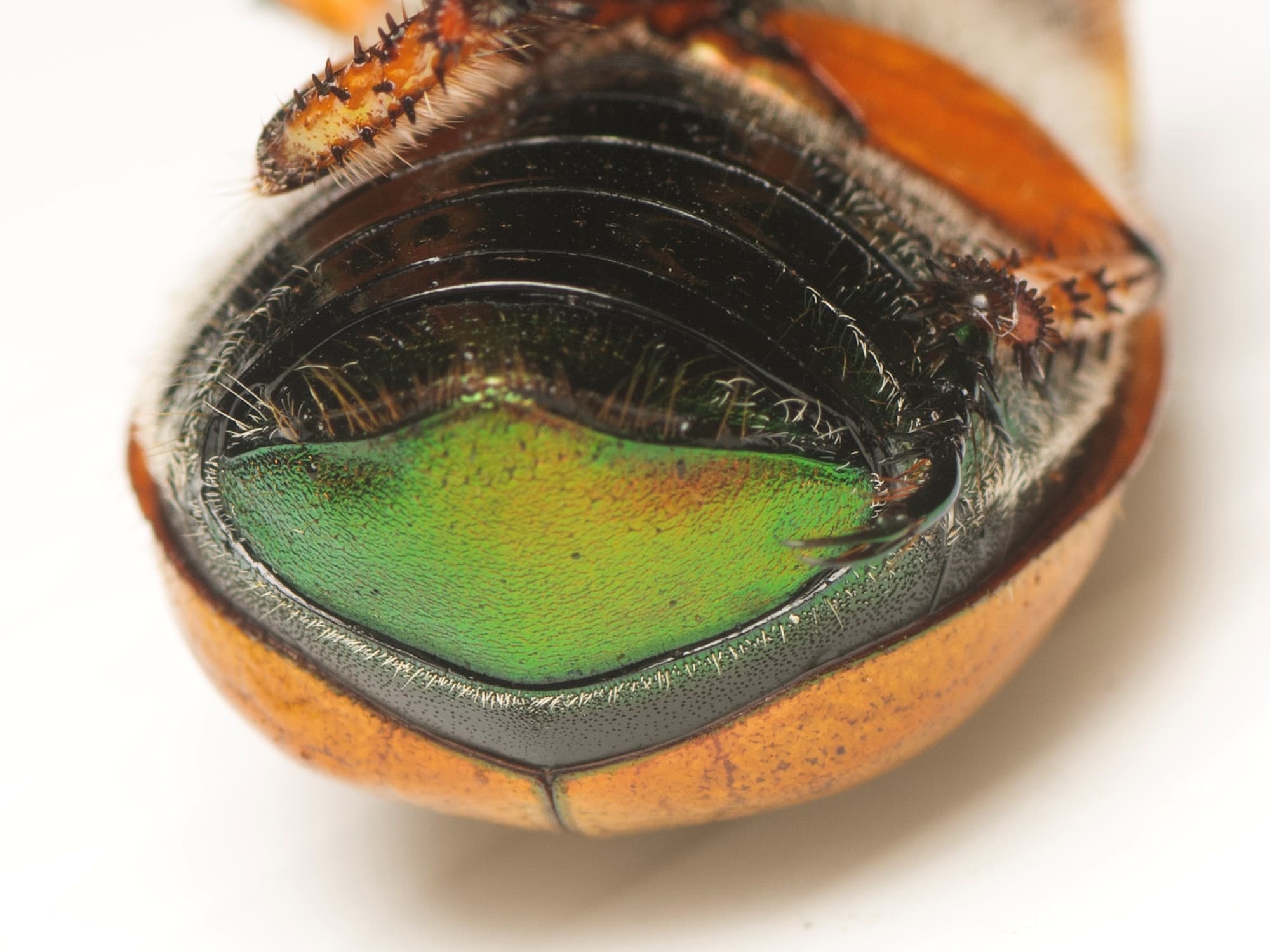 Christmas Beetle (Anoplognathus brunnipennis) – Ausemade