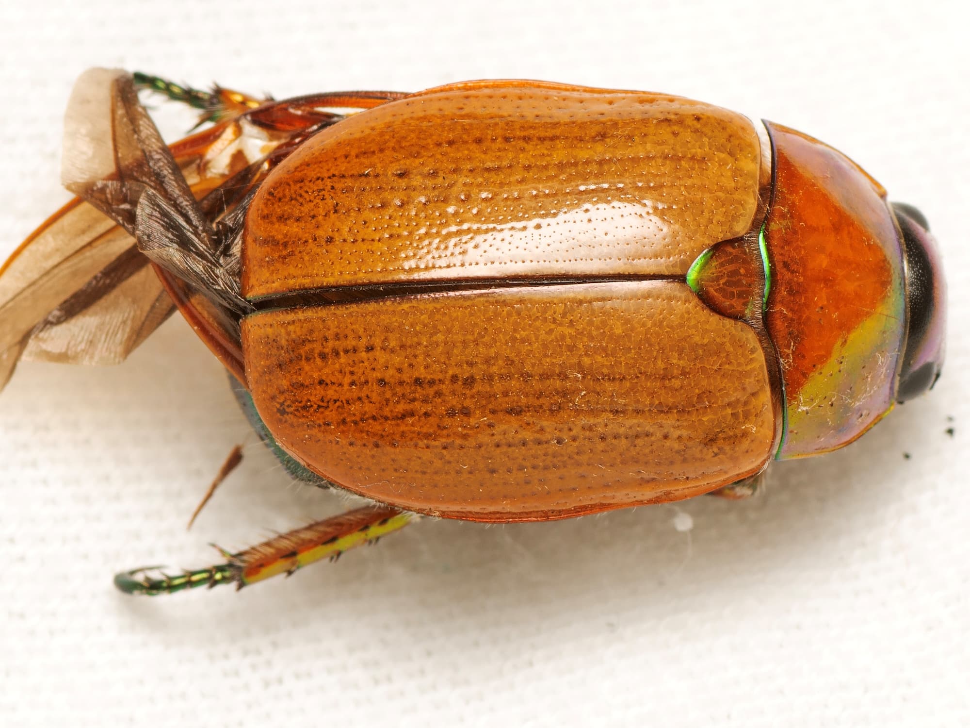 Christmas Beetle (Anoplognathus brunnipennis) – Ausemade