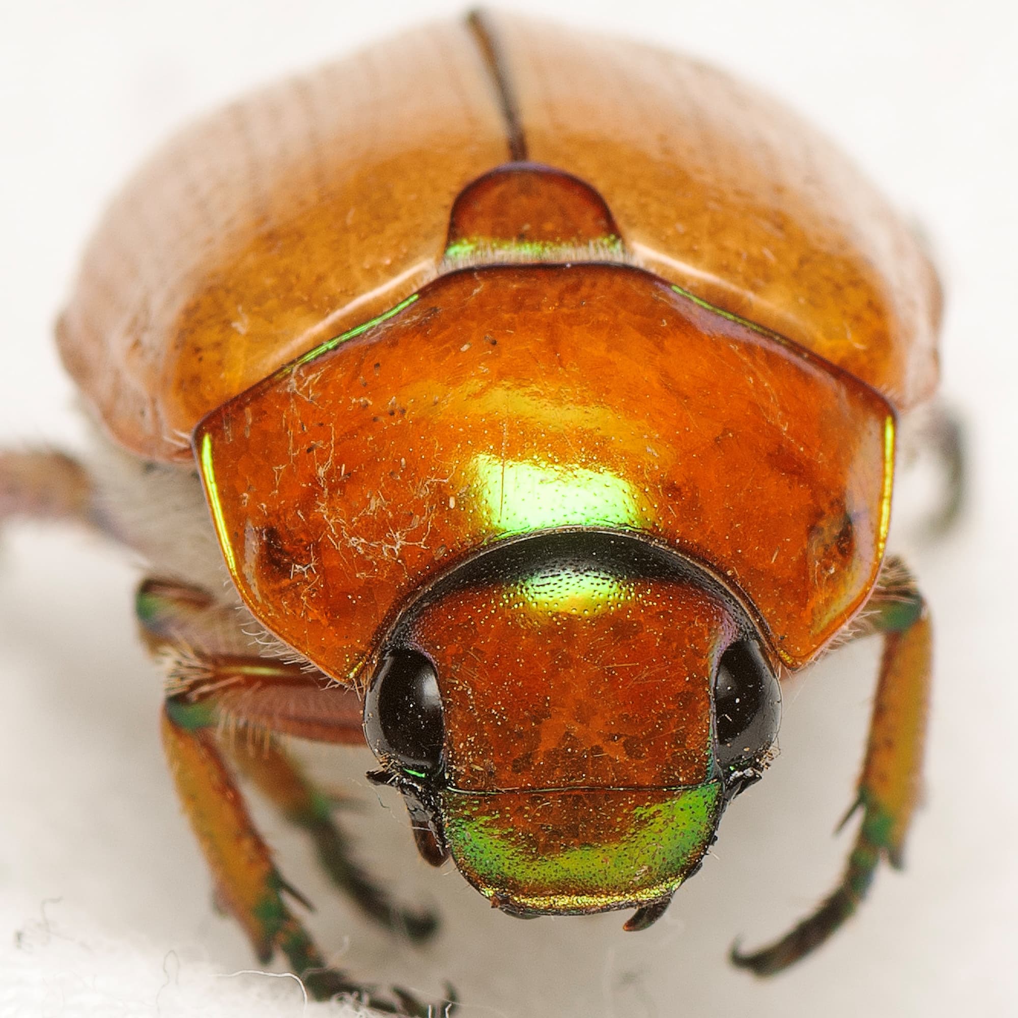 Christmas Beetle (Anoplognathus brunnipennis) – Ausemade