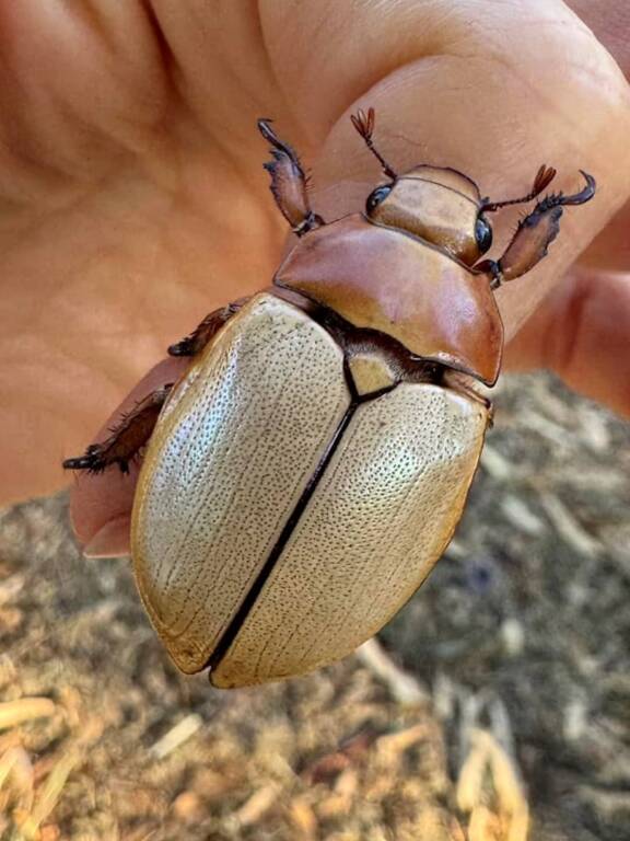 Christmas Beetles – Ausemade