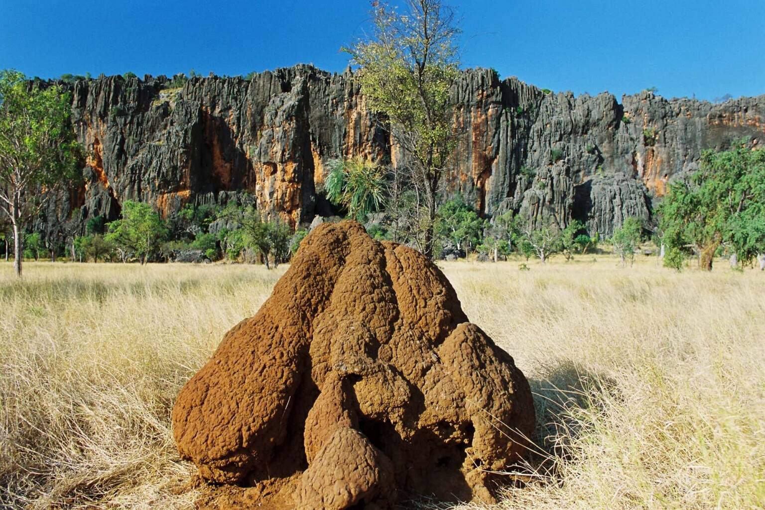 Formicidae – Ausemade