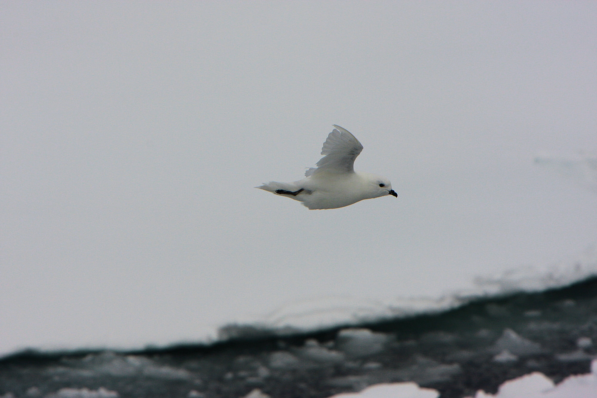 Snapshots Antarctica — petrel and skua – Ausemade