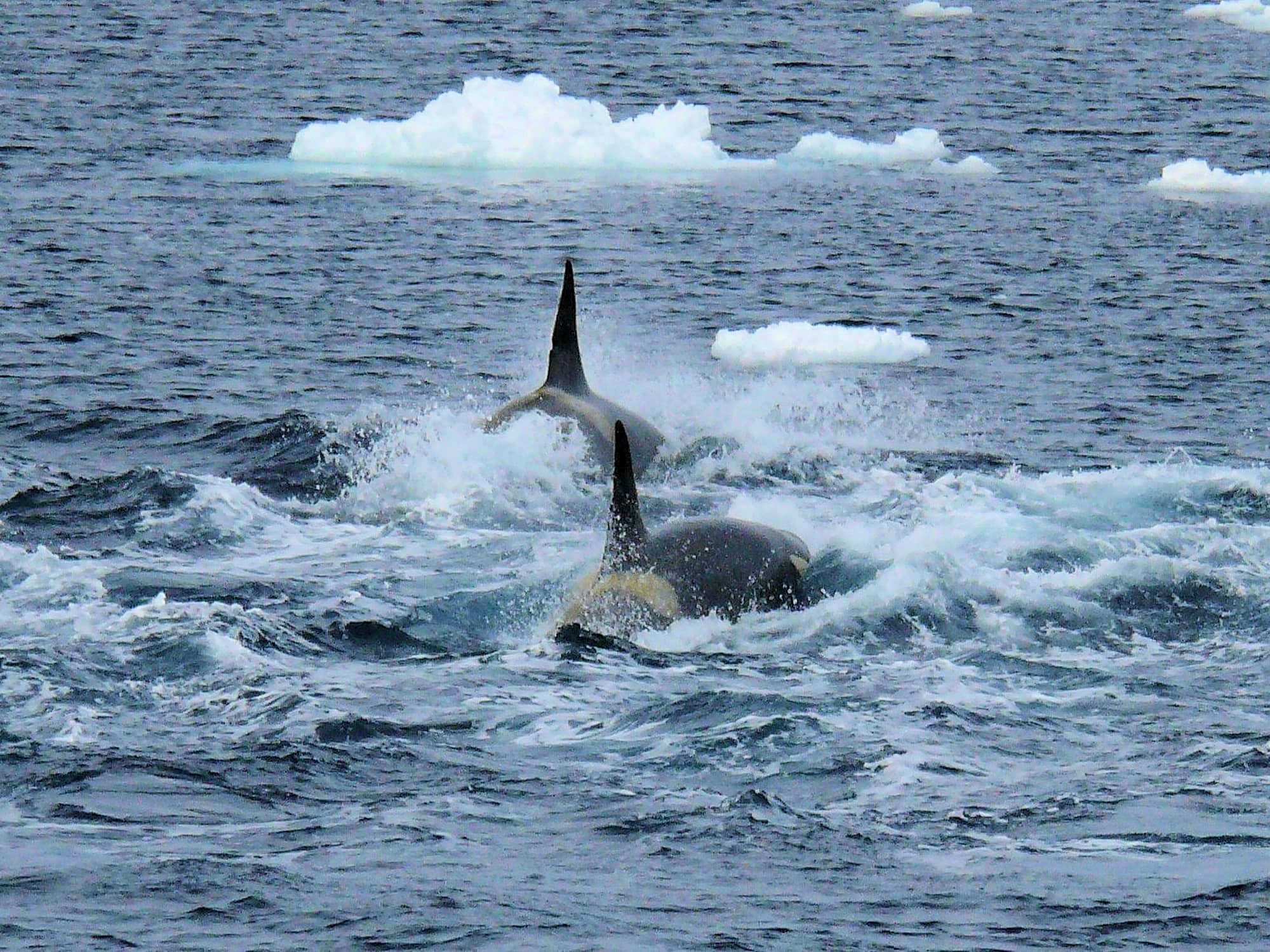 Snapshots Antarctica — whales – Ausemade