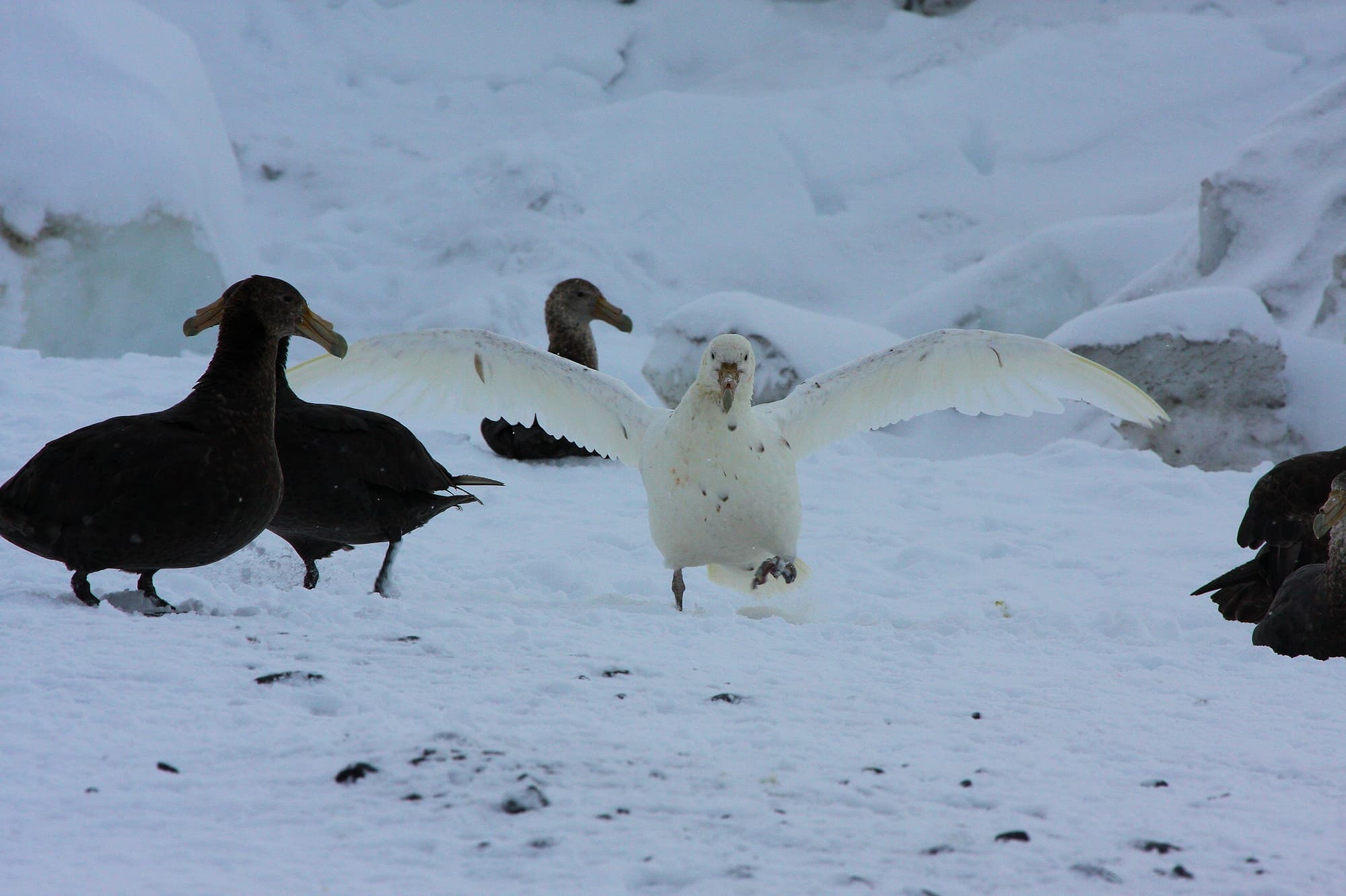 Snapshots Antarctica — petrel and skua – Ausemade