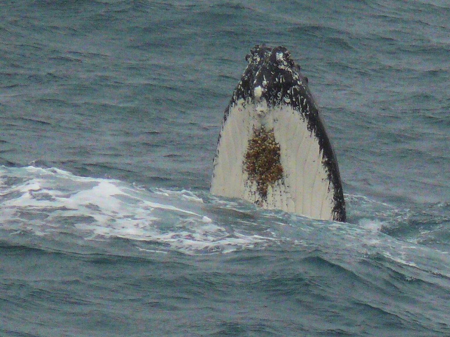 Snapshots Antarctica — whales – Ausemade