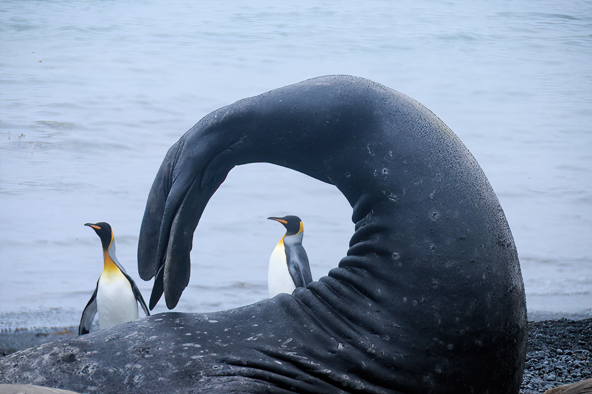 Snapshots Antarctica — wildlife – Ausemade