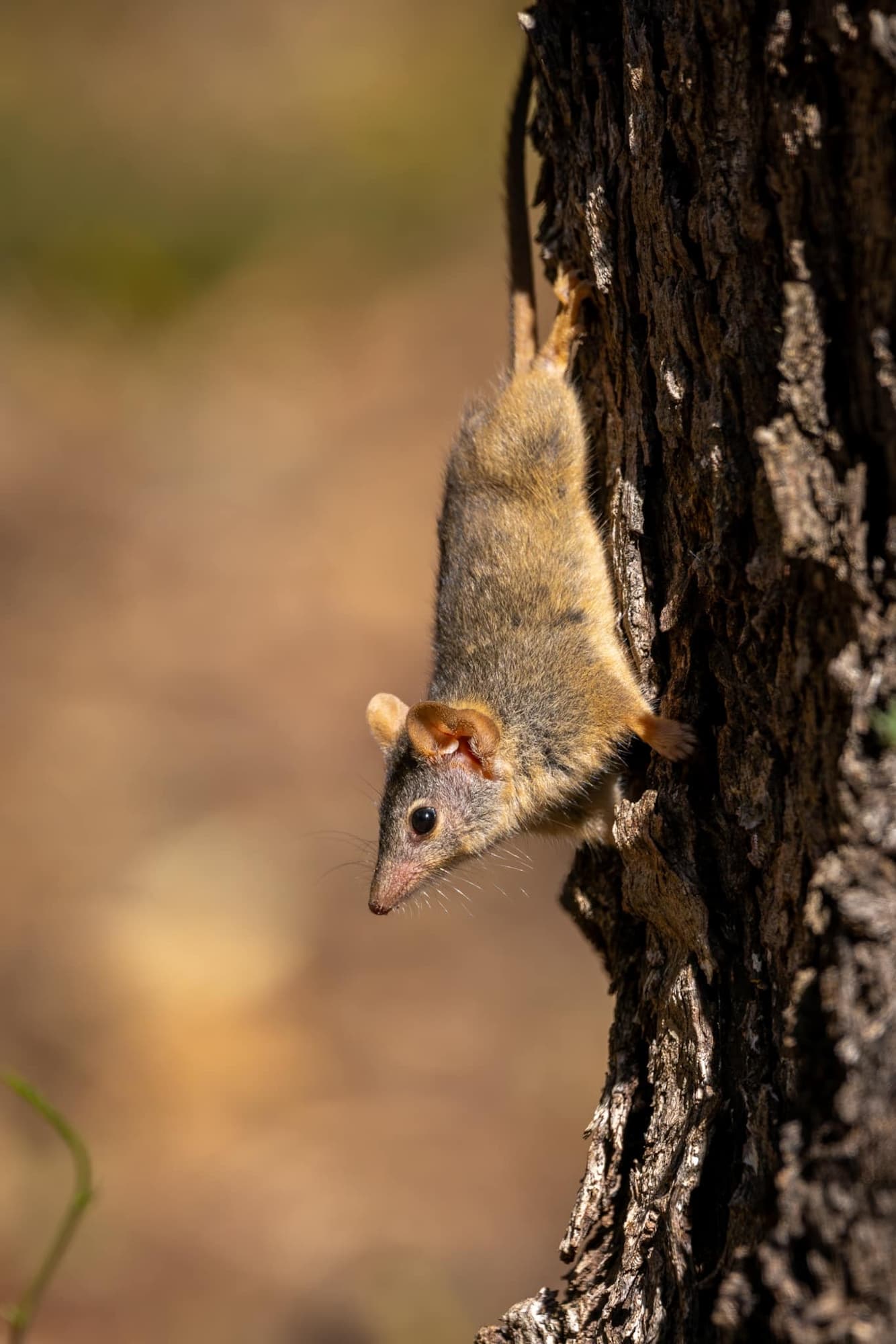 Yellow-Footed Antechinus – Ausemade