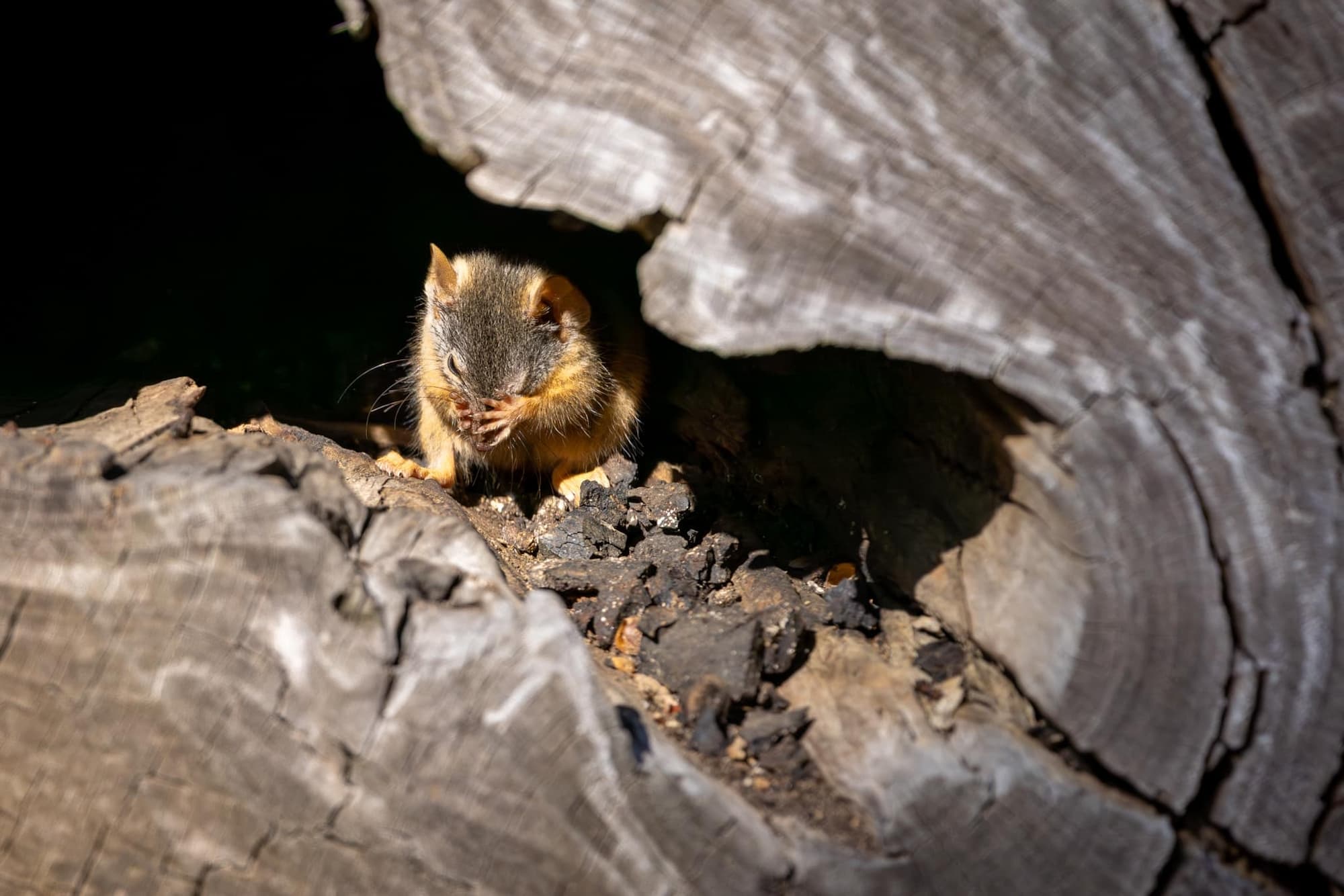 Yellow-Footed Antechinus – Ausemade