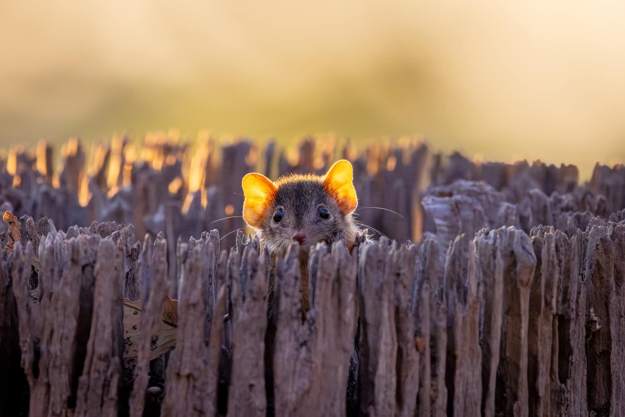 Yellow-Footed Antechinus – Ausemade