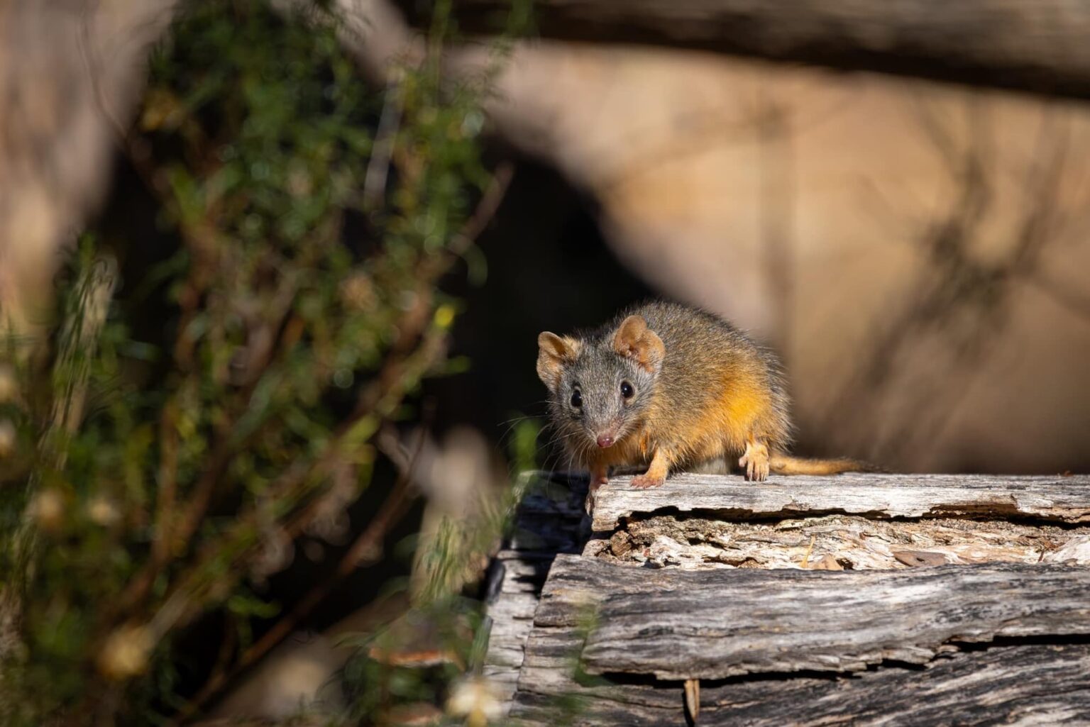 Yellow-Footed Antechinus – Ausemade