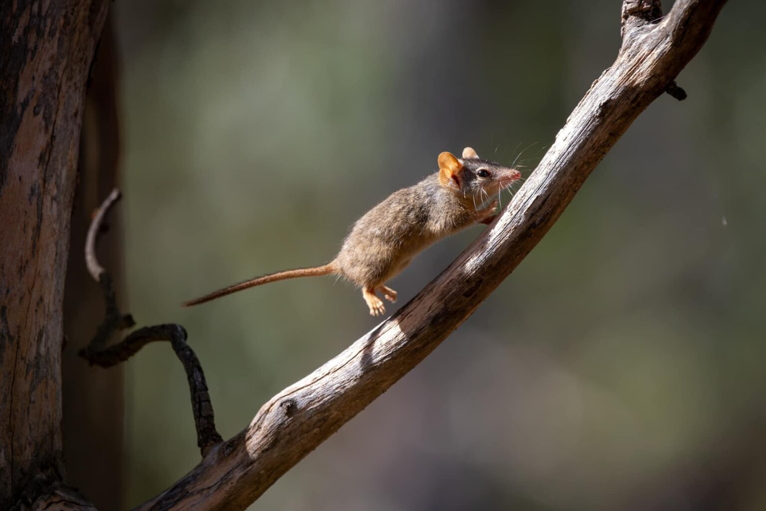 Yellow-Footed Antechinus – Ausemade