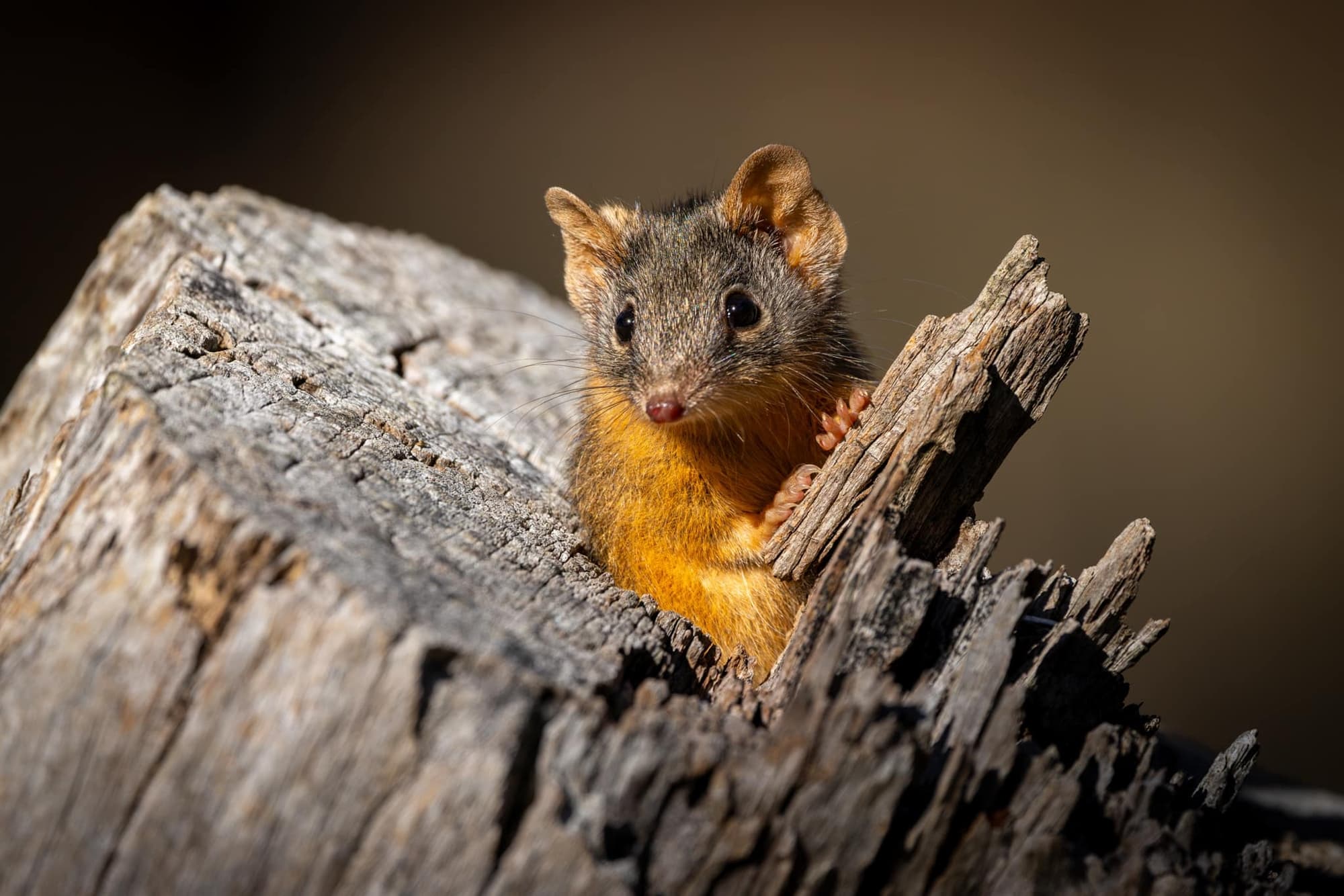 Yellow-Footed Antechinus – Ausemade