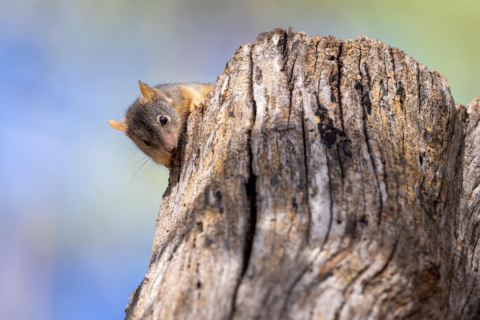 Yellow-Footed Antechinus – Ausemade