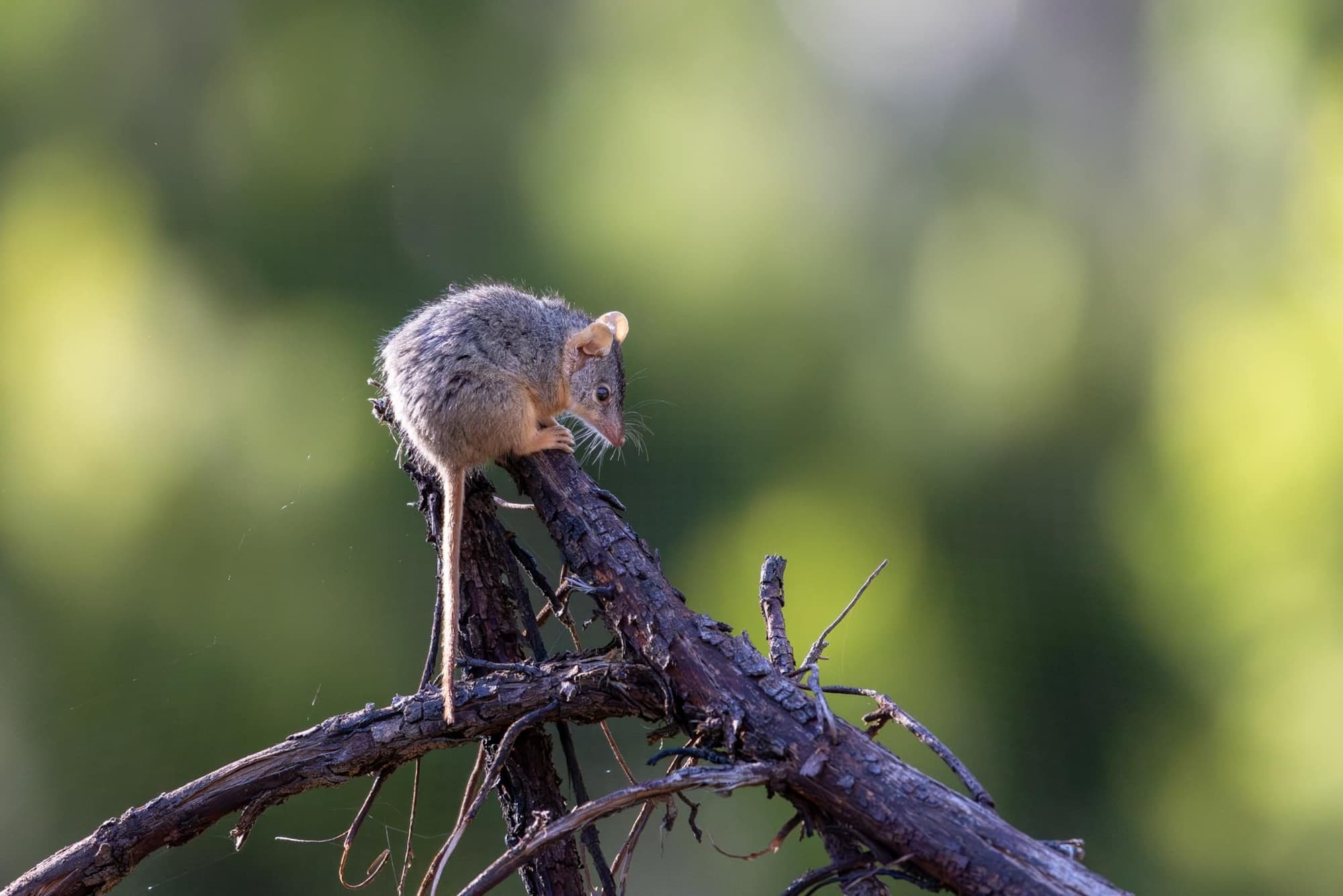 Yellow-Footed Antechinus – Ausemade